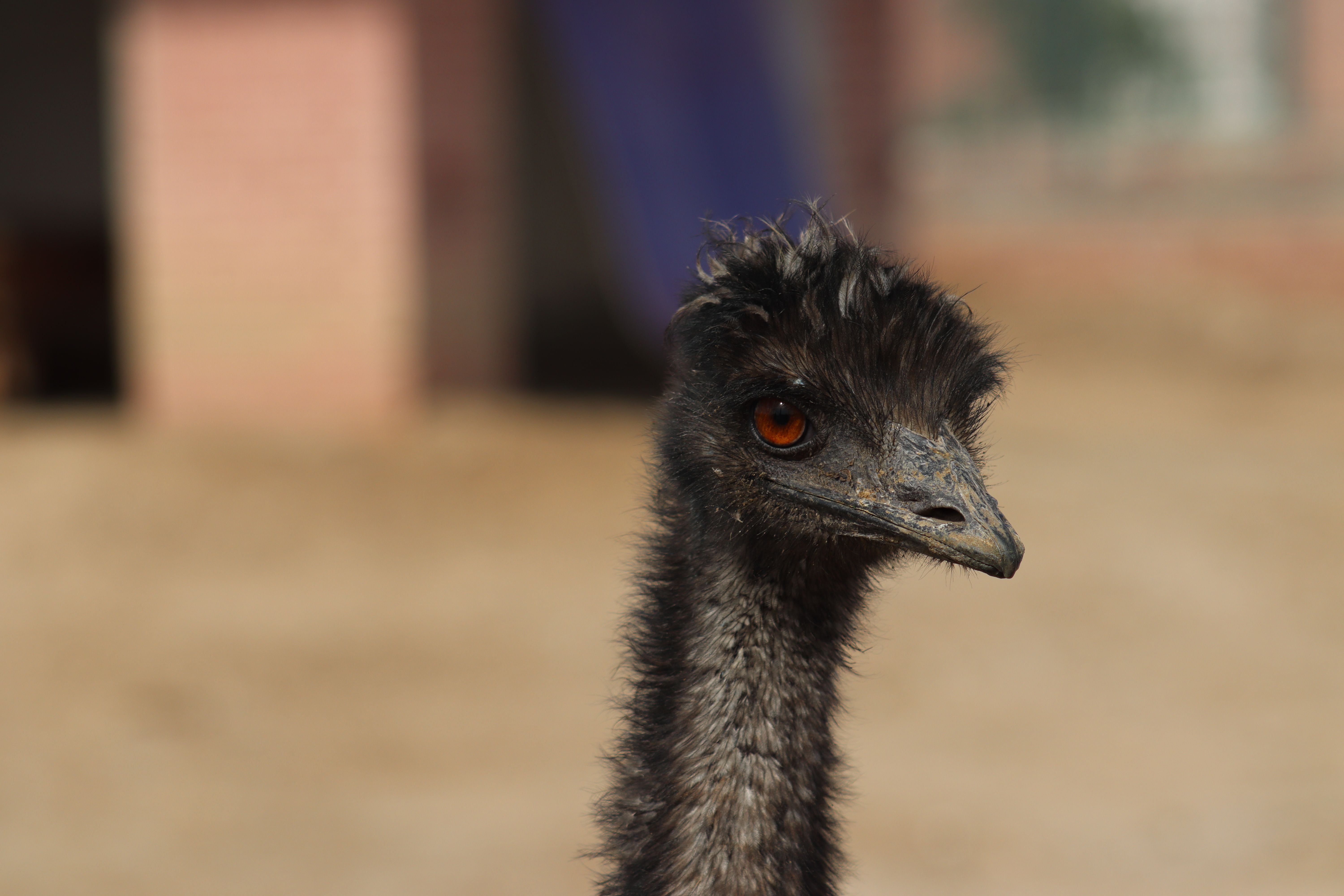 Close-Up of a Curious Emu in Natural Setting · Free Stock Photo