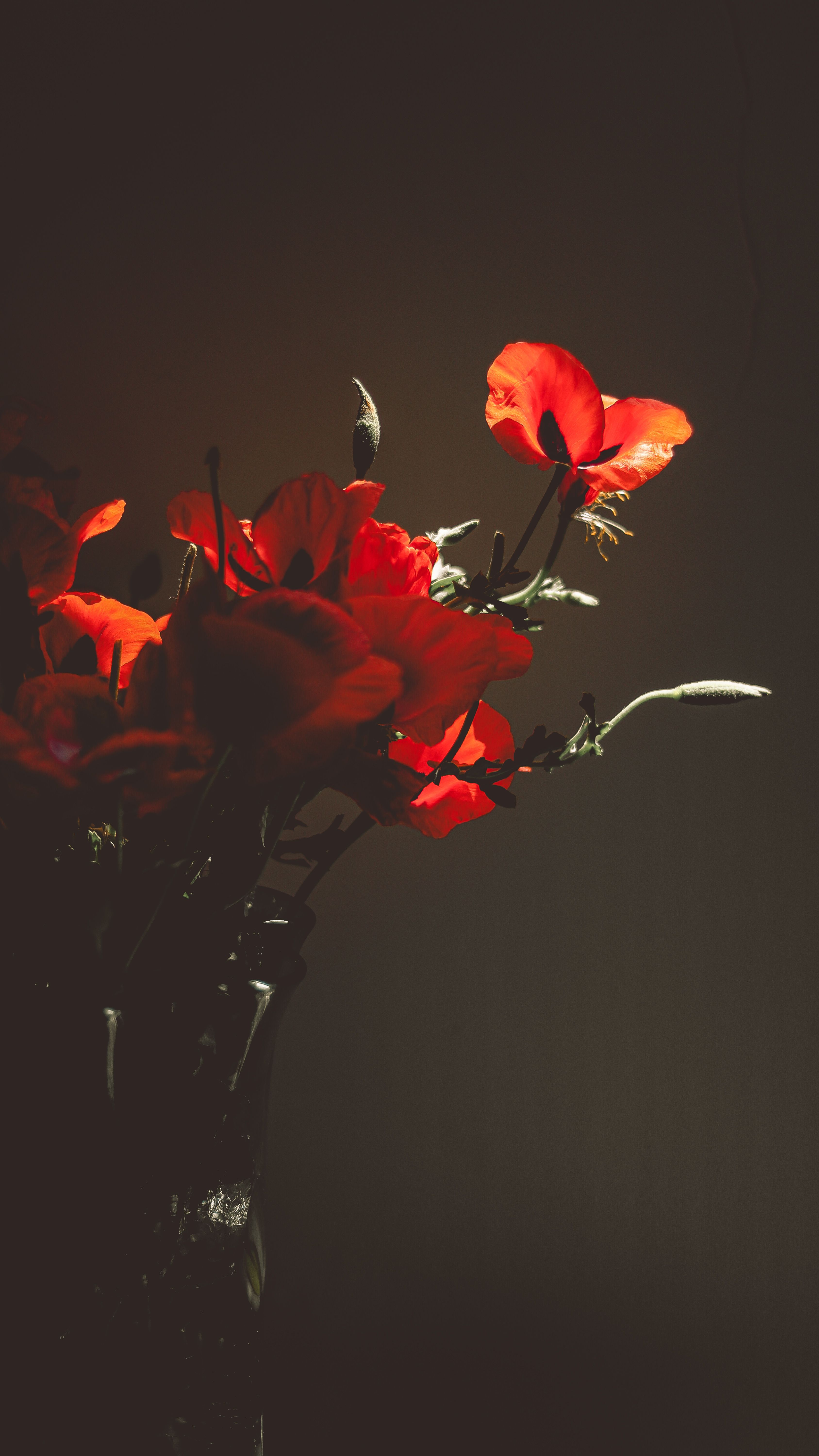 Dramatic Red Poppy Flowers in Low Light Setting · Free Stock Photo