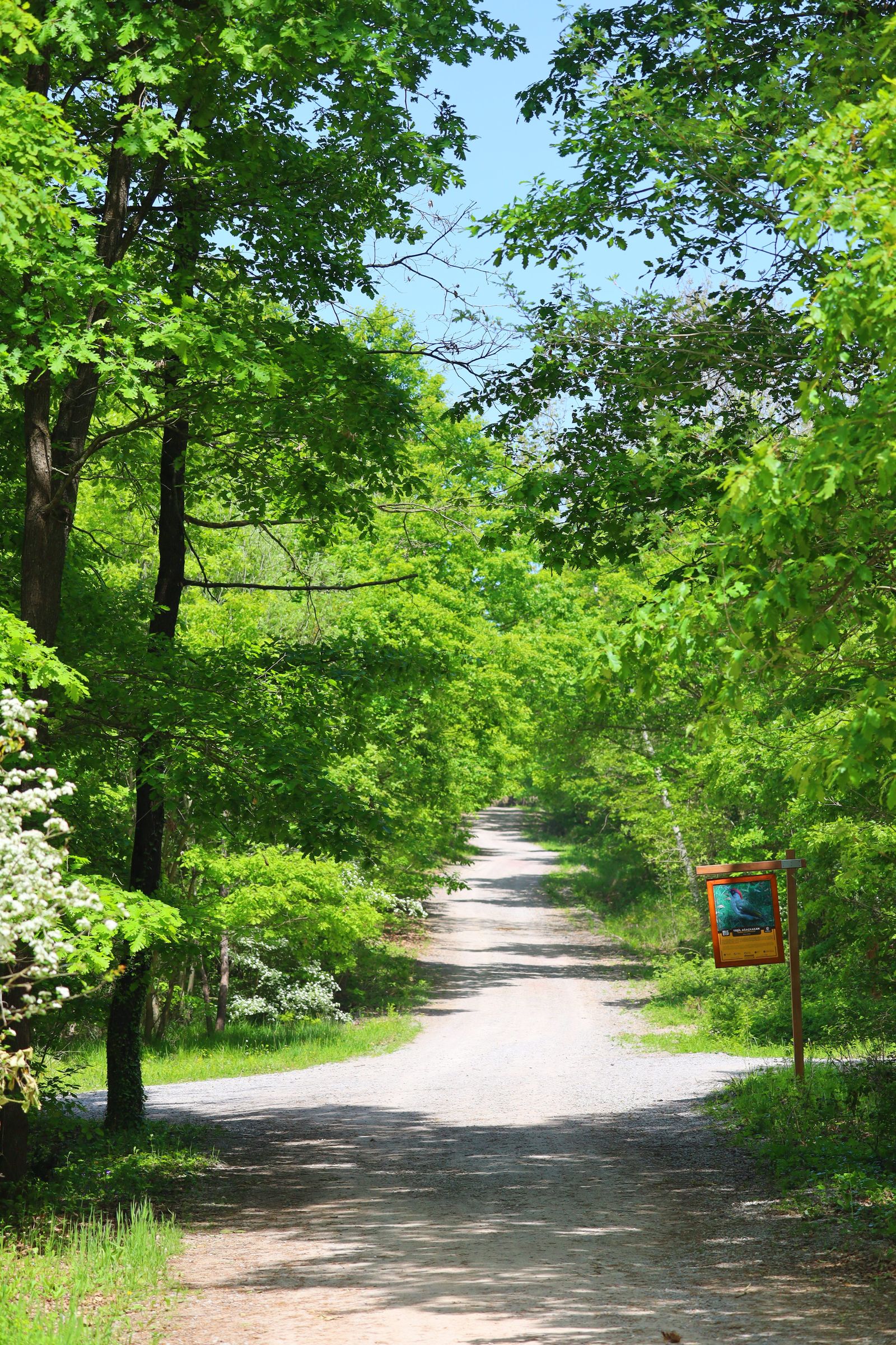 Forest Landscape Photos, Download The BEST Free Forest Landscape Stock ...