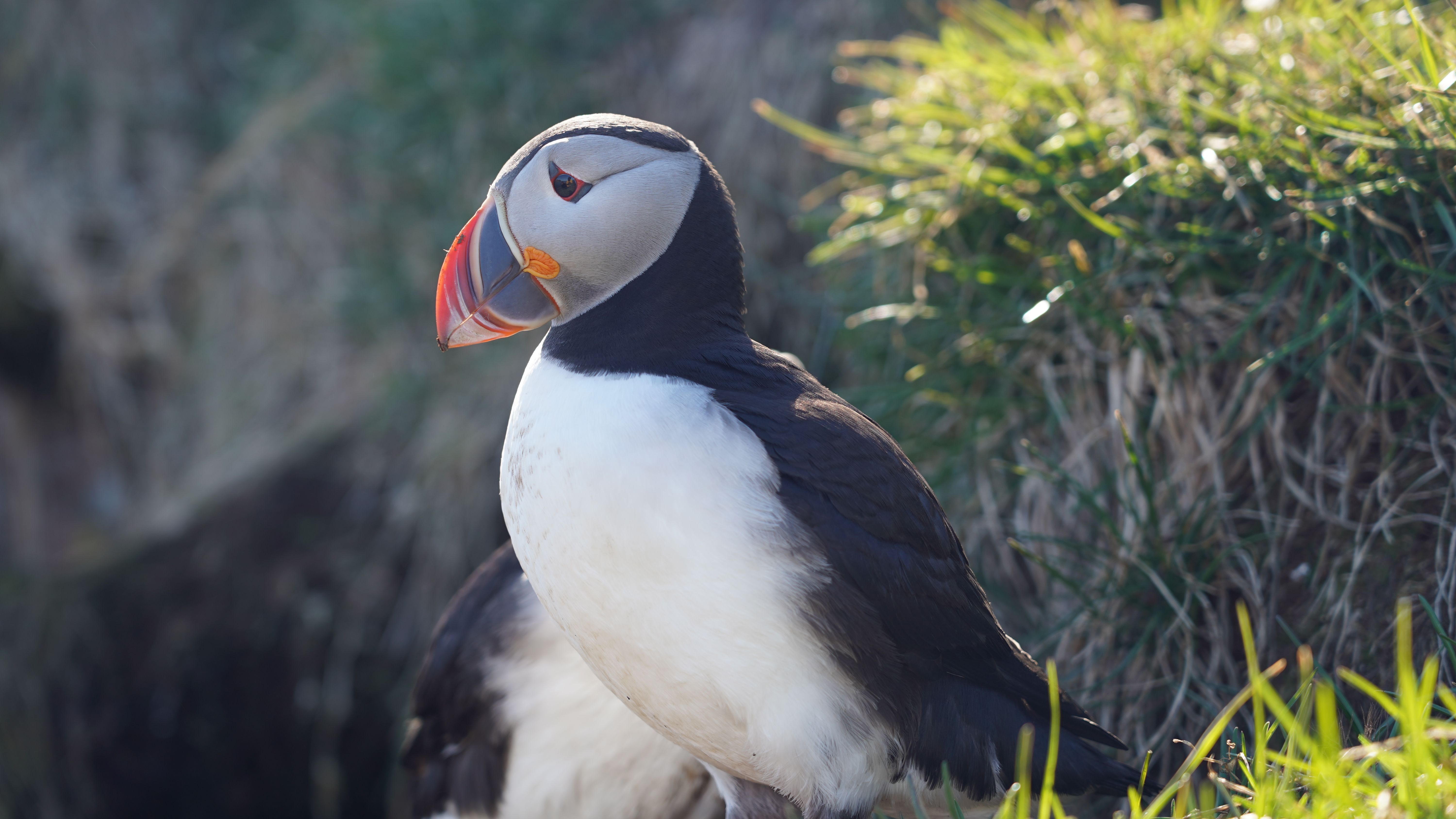 Back View of Atlantic Puffin on Rock · Free Stock Photo