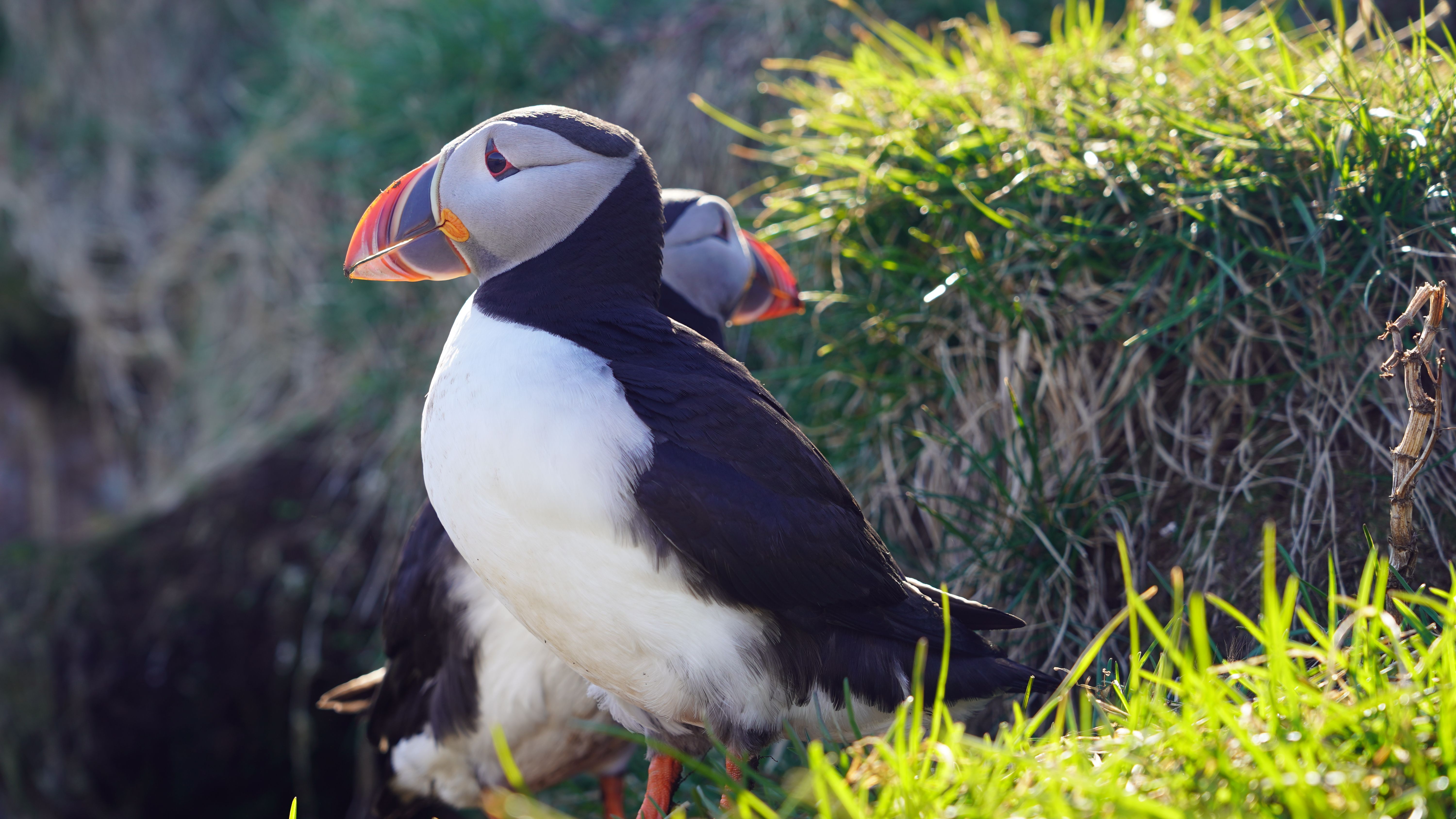 Atlantic Puffin Bird · Free Stock Photo