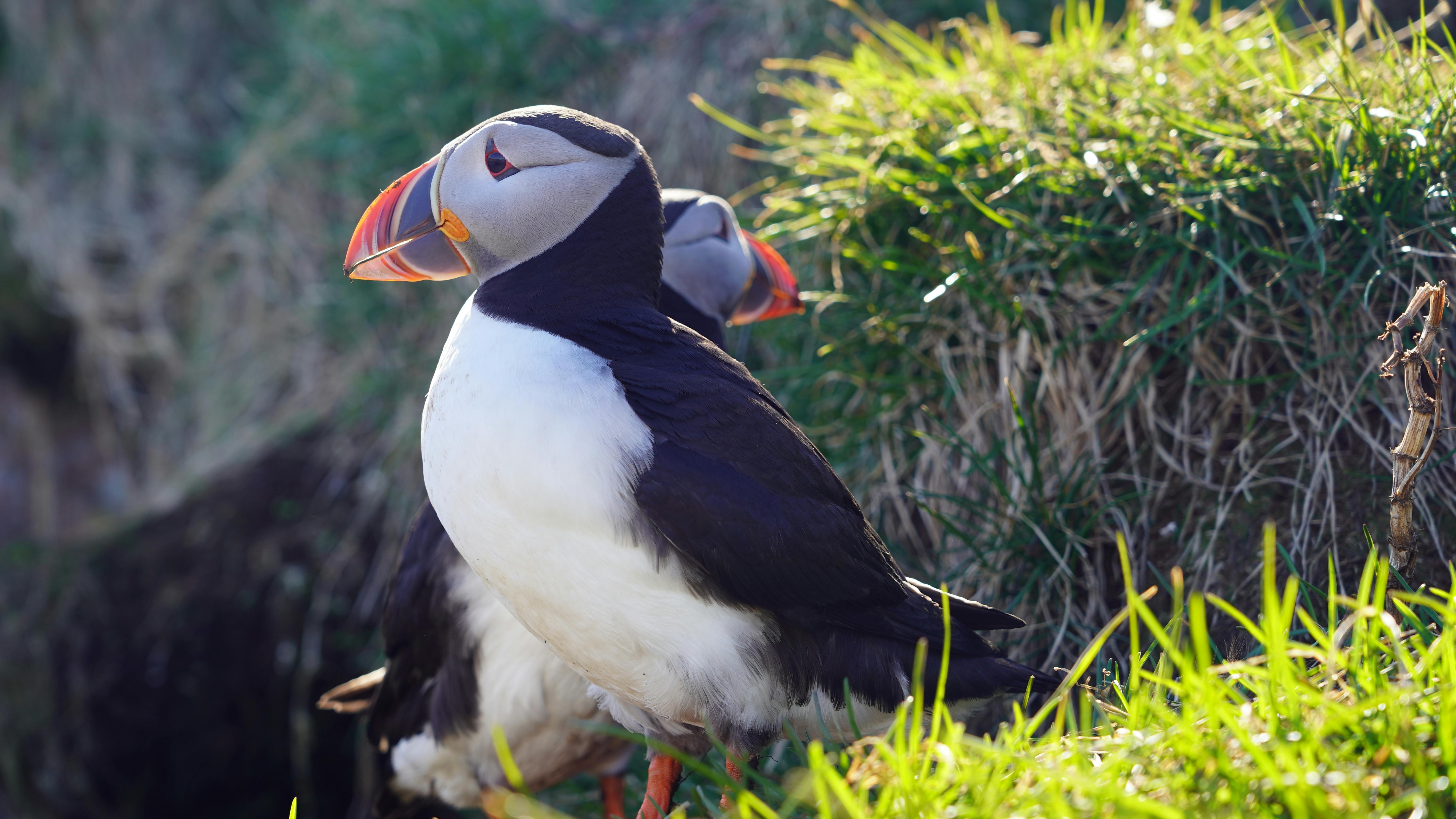Brno Beak Manzelka Photos, Download The BEST Free Brno Beak Manzelka ...