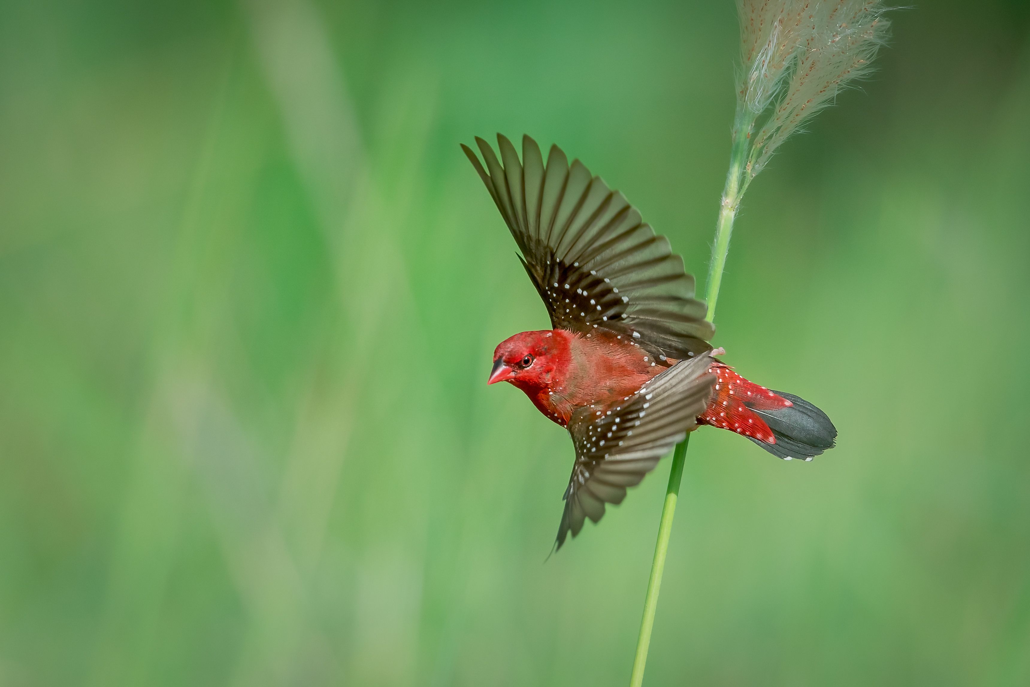 Captivating Red Avadavat Bird in Flight · Free Stock Photo