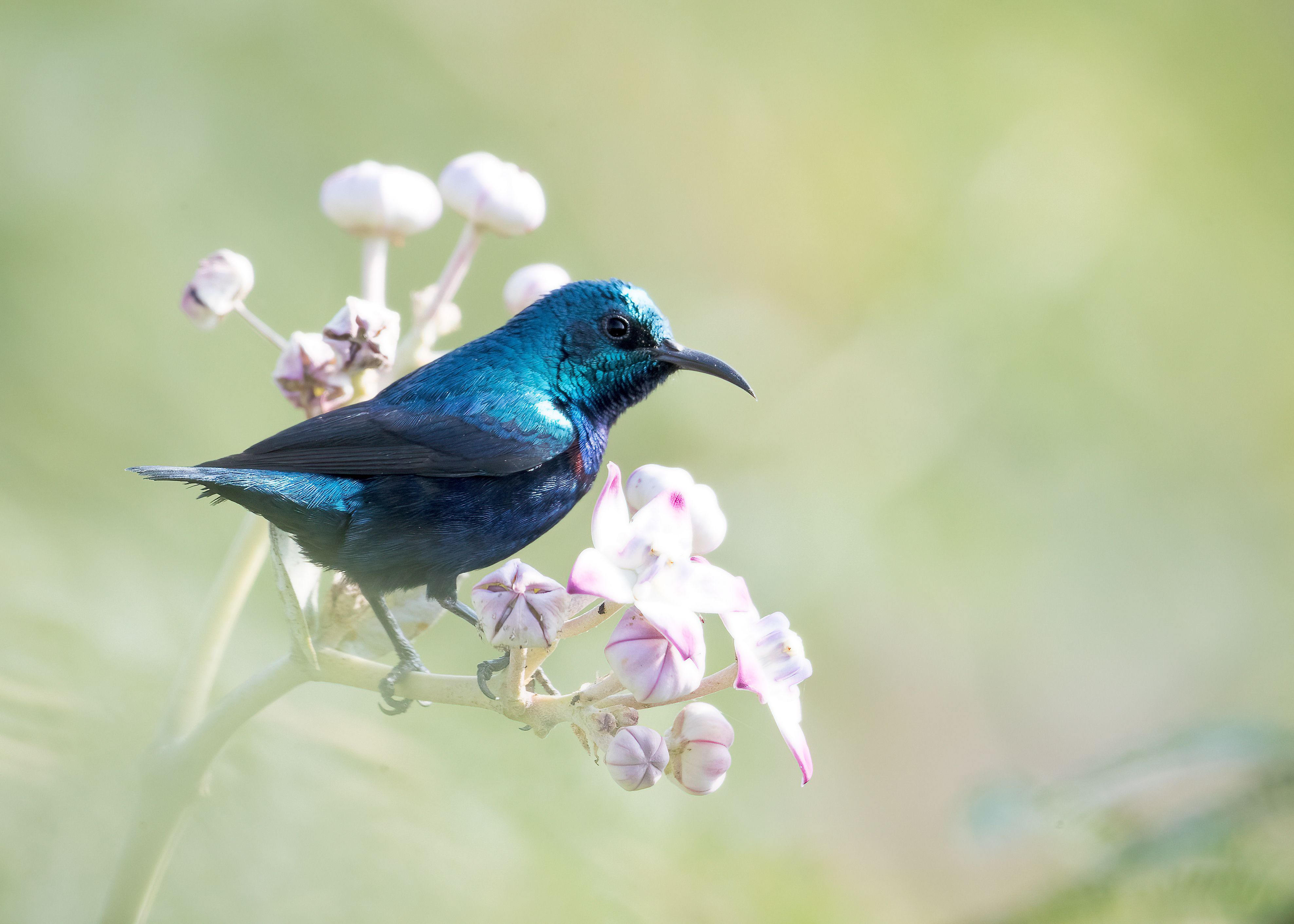 Stunning Shiny Blue Sunbird on Flowering Plant · Free Stock Photo