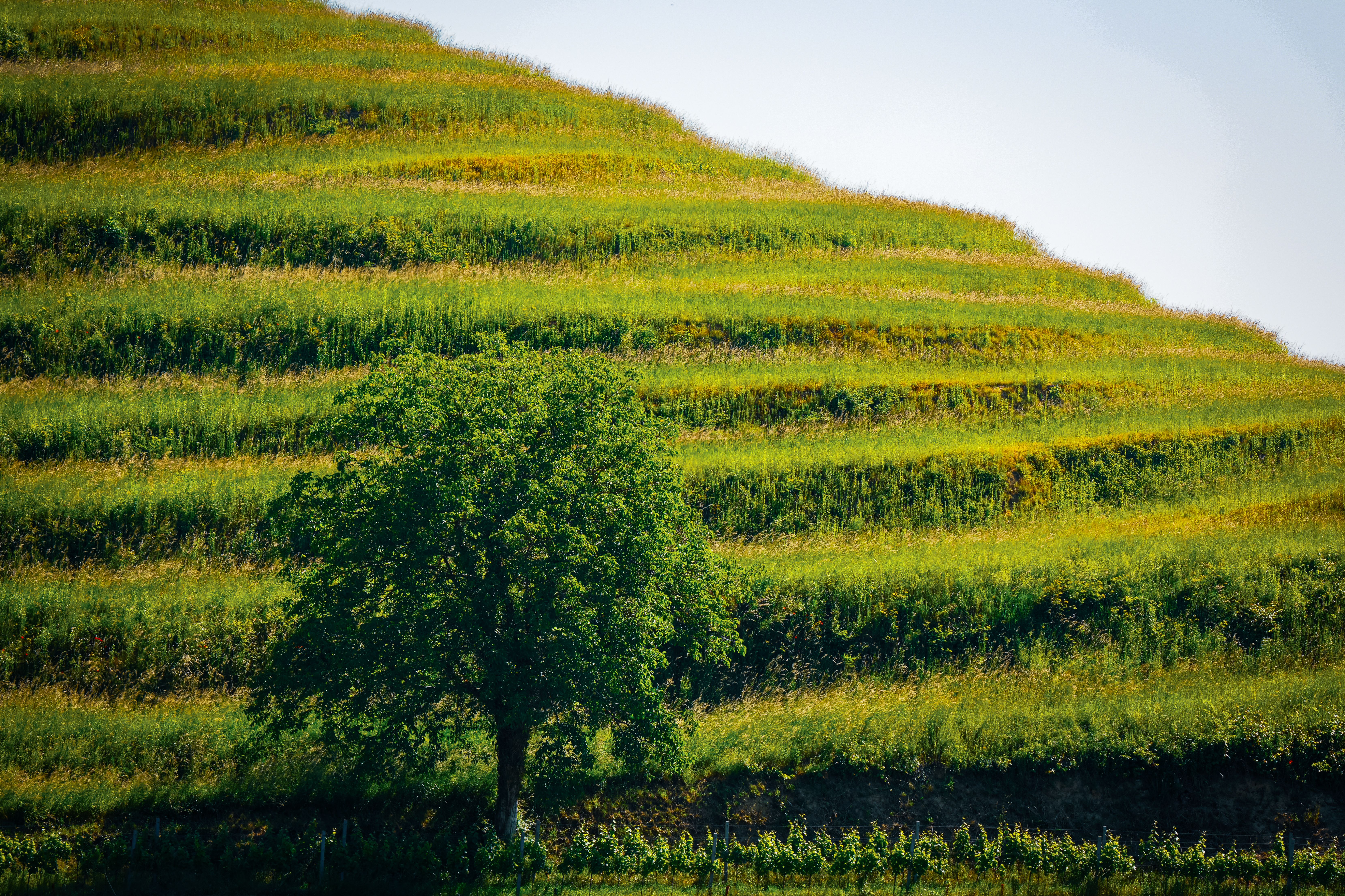 Lone Tree Against Tiered Green Hills Landscape · Free Stock Photo