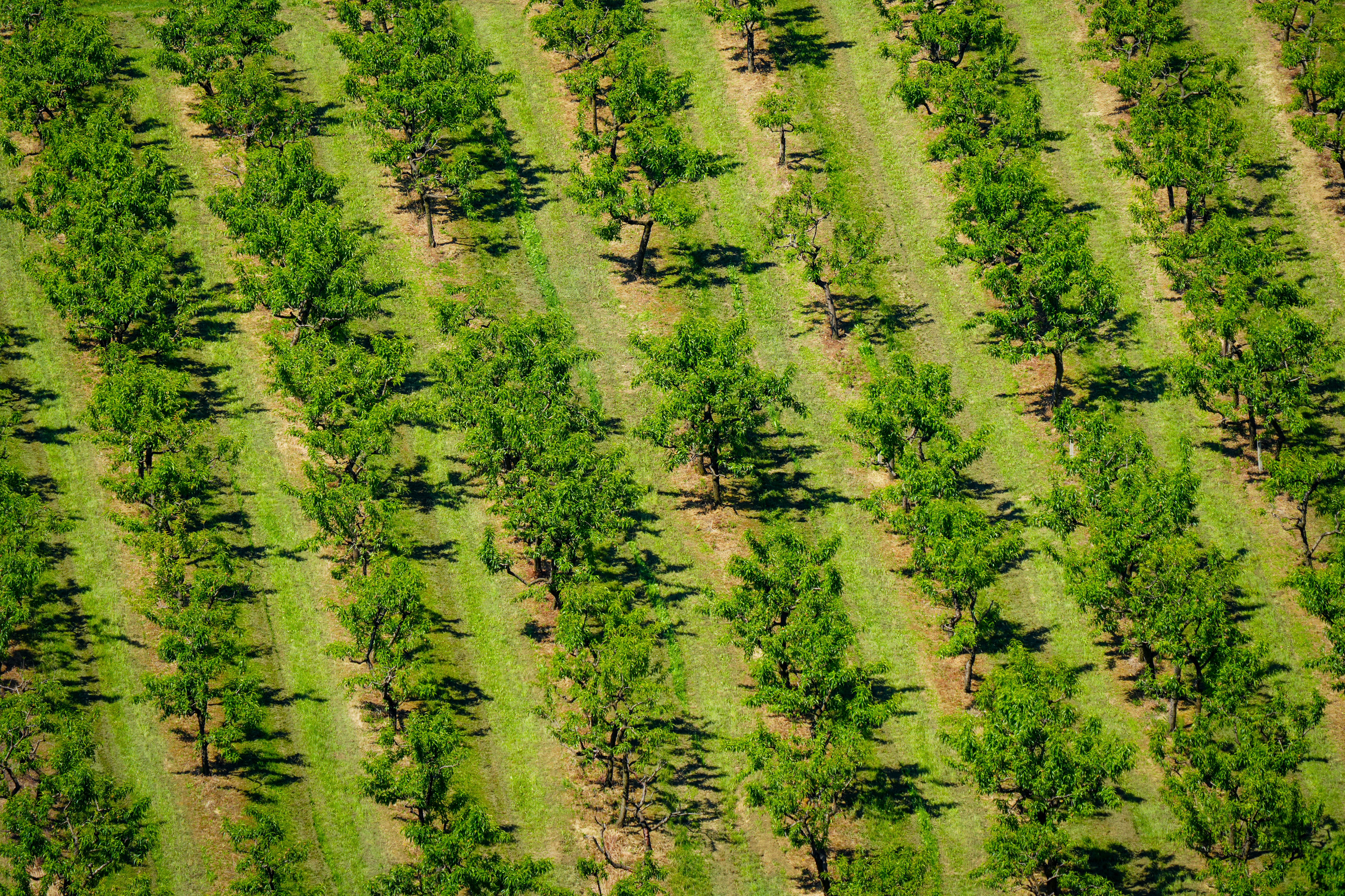Aerial View of Crop Field · Free Stock Photo
