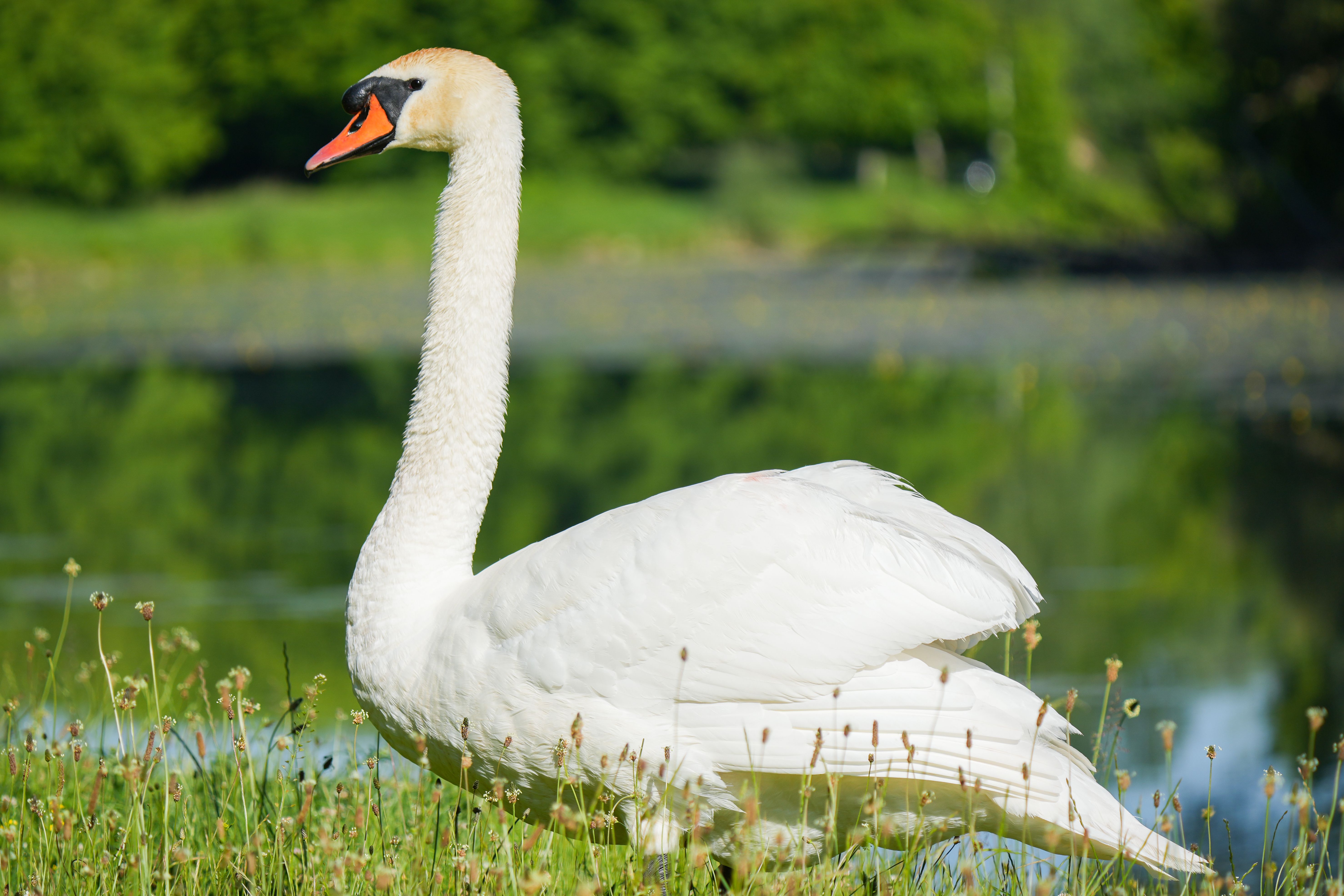 White Goose Close Up Photo · Free Stock Photo