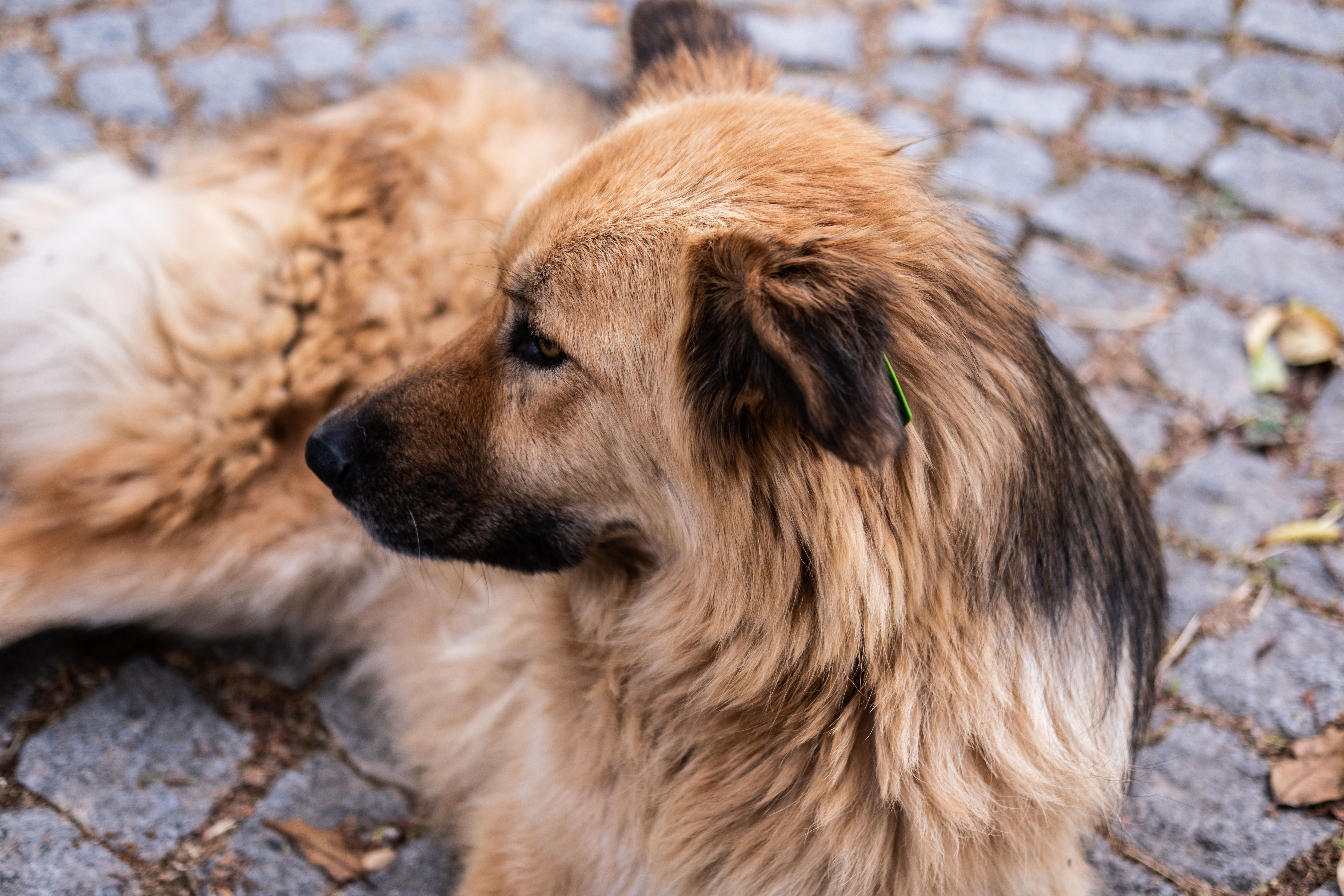 100.000+ melhores imagens de Wolfhound Standing · Download 100% grátis ...