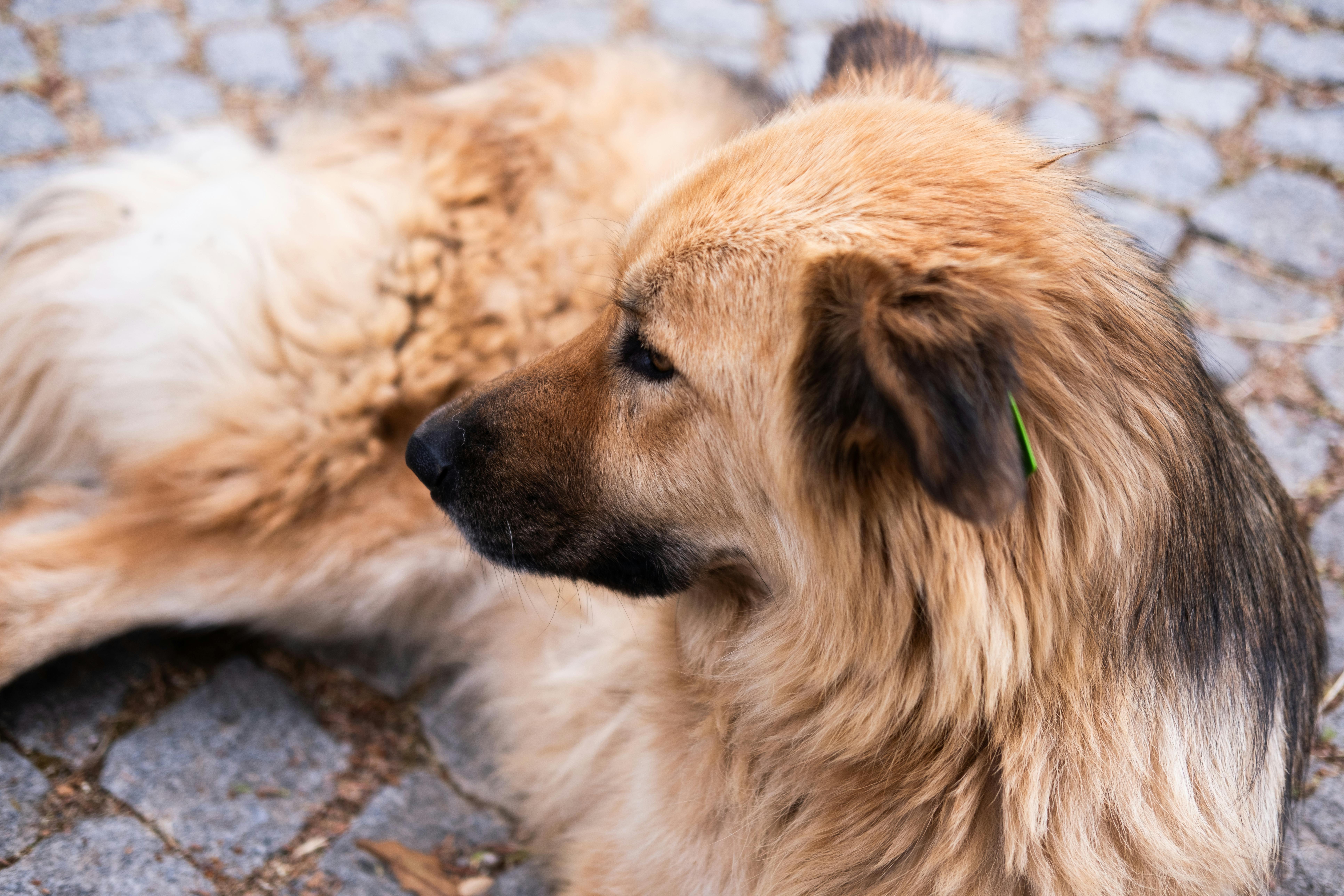 Close-up of a Golden Dog Resting on Cobblestones · Free Stock Photo