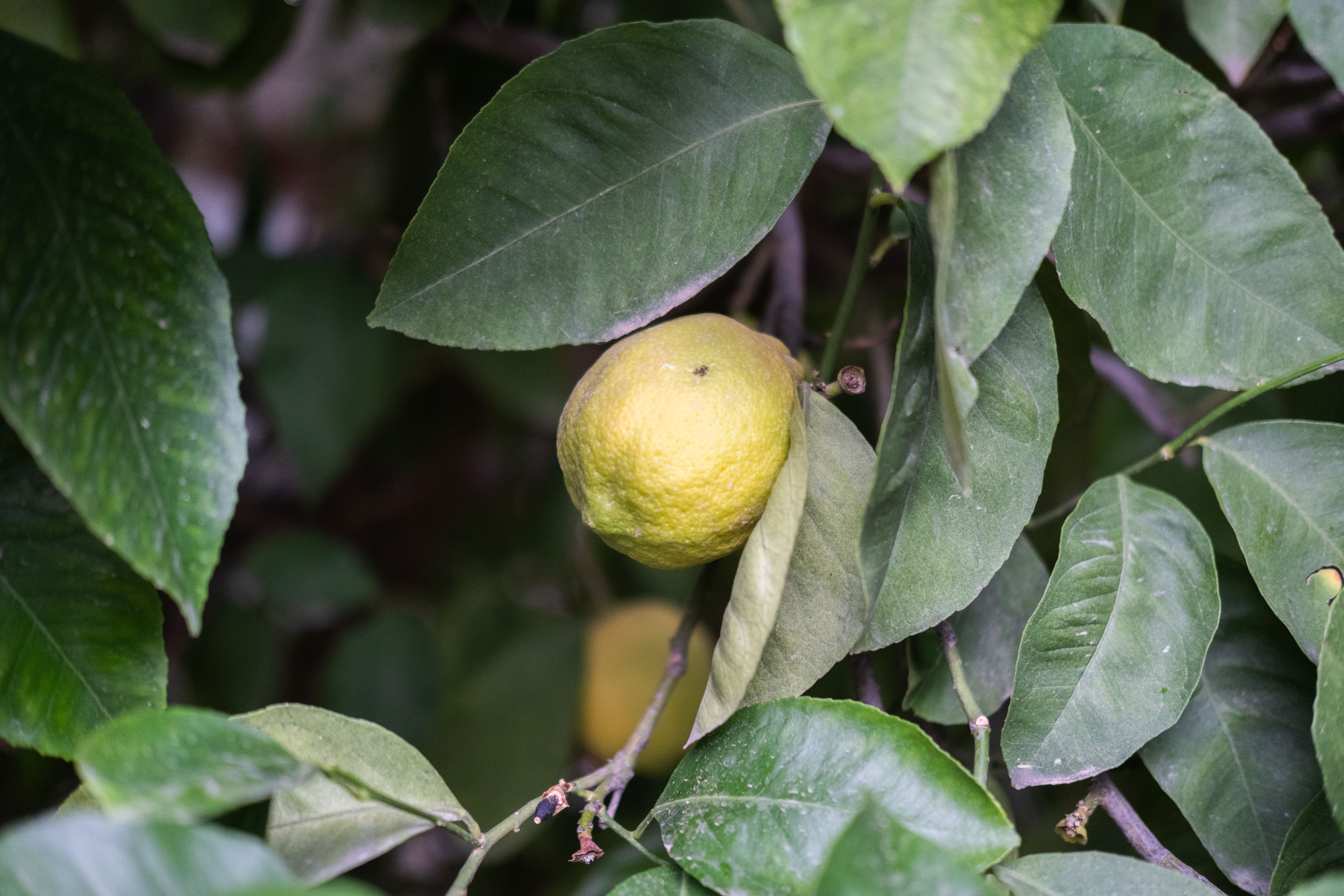 Bush Lemon Tree Photos, Download The BEST Free Bush Lemon Tree Stock ...