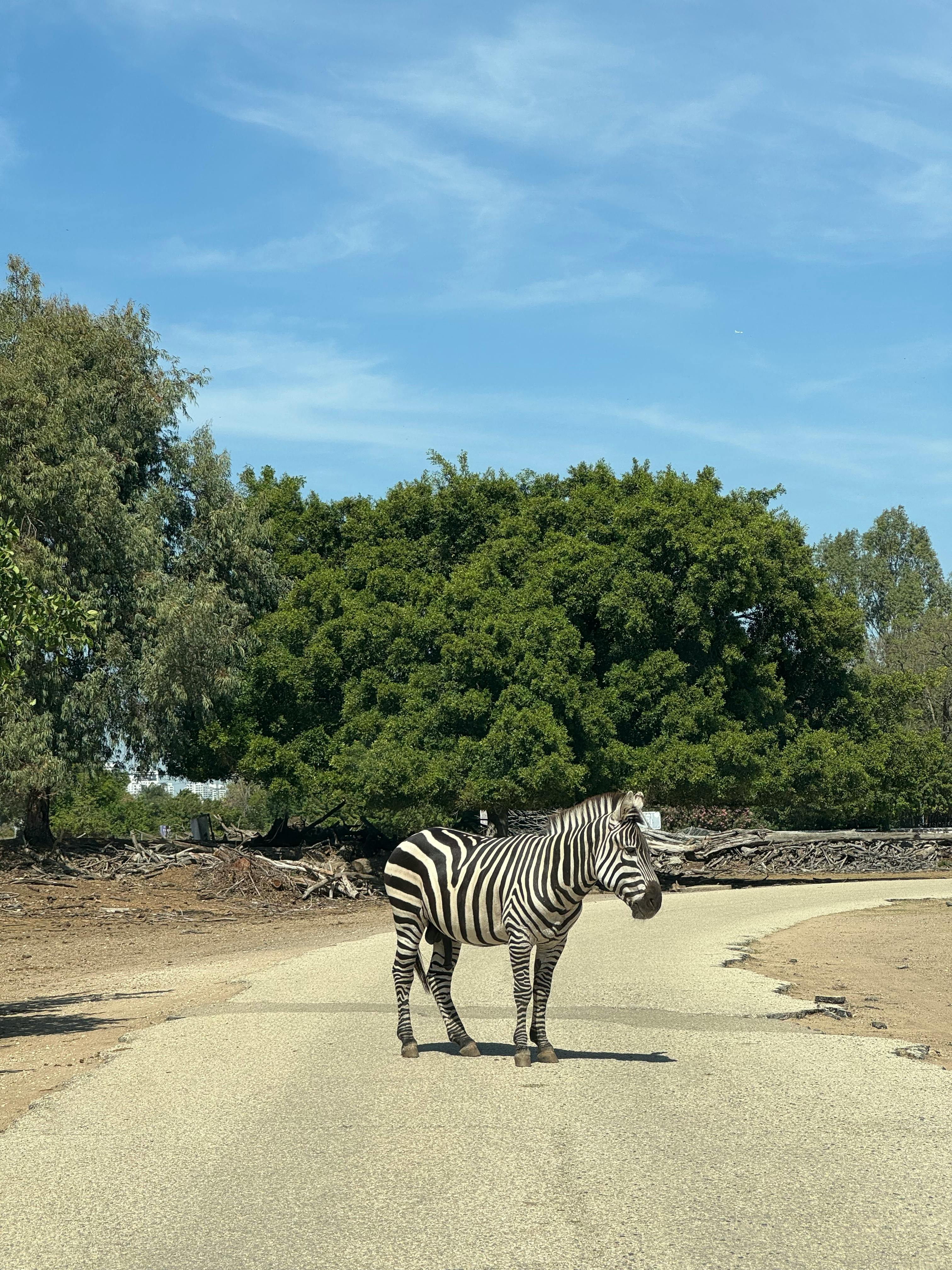 Zebra on Road in Safari Park, Israel · Free Stock Photo