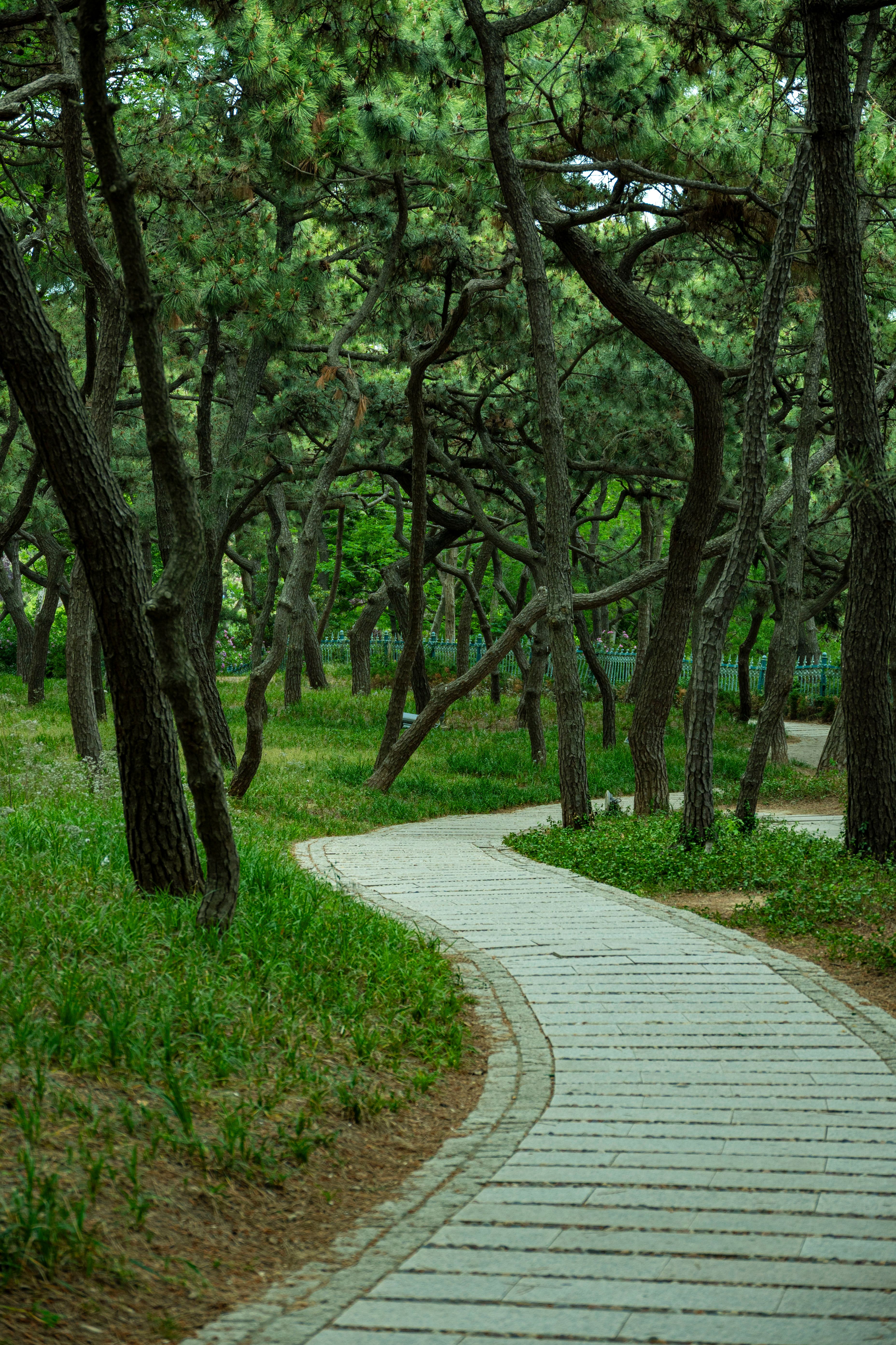 Winding Path Through Lush Forest Landscape · Free Stock Photo