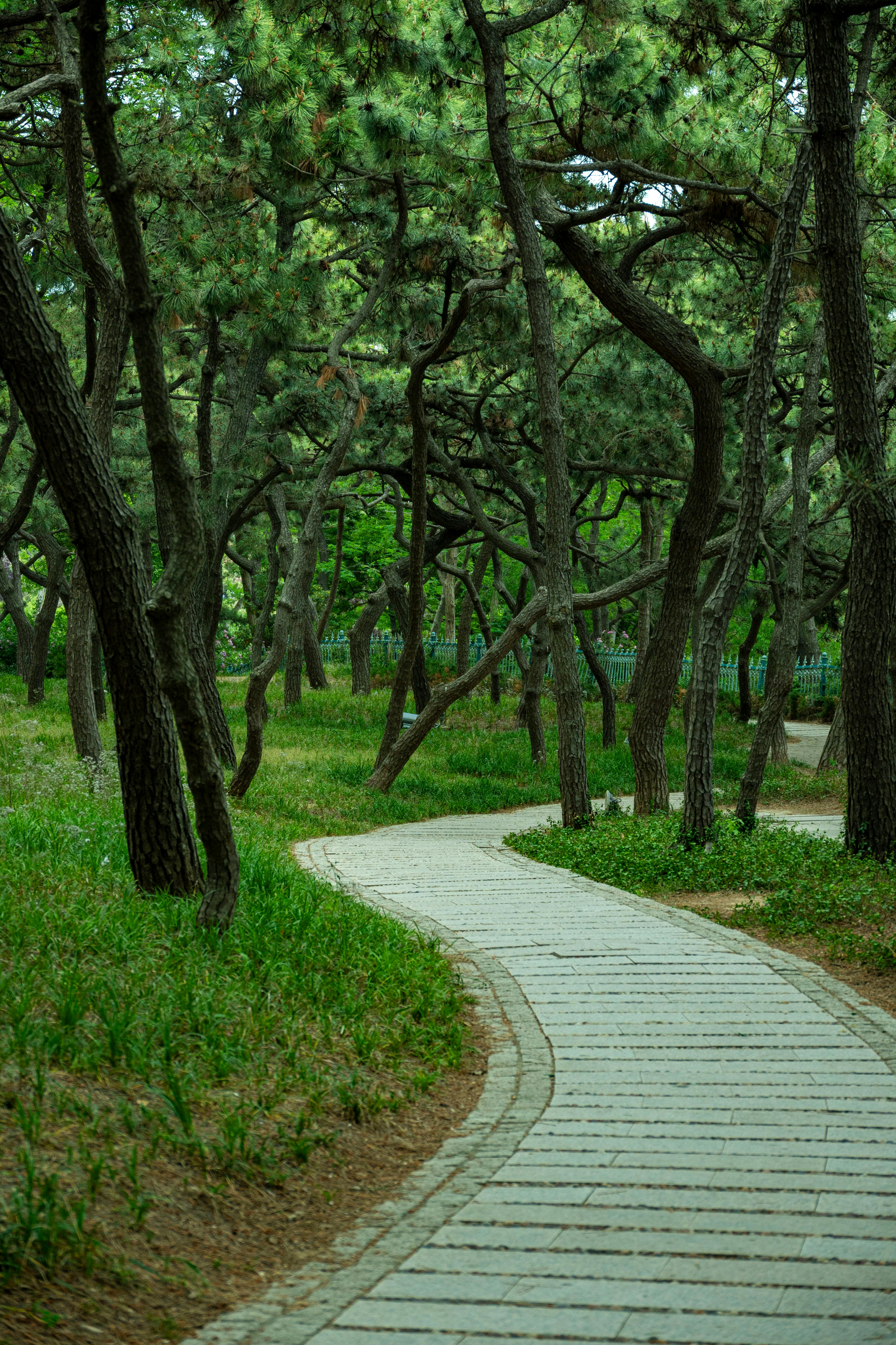 Winding Path Through Lush Forest Landscape · Free Stock Photo