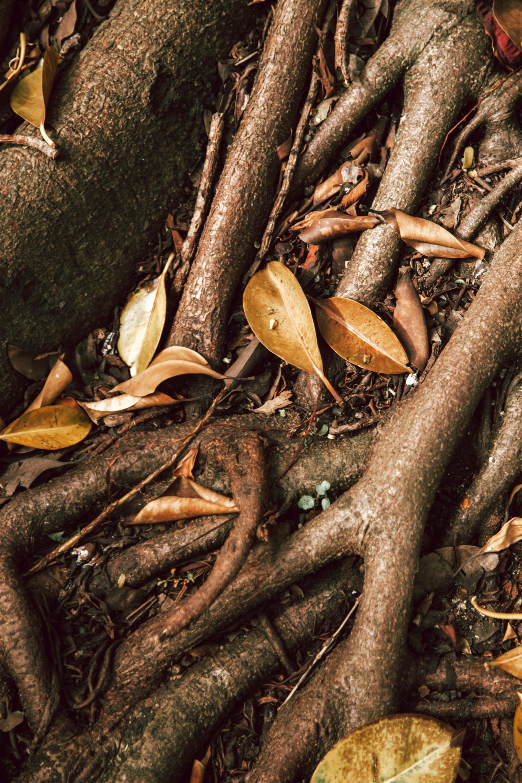 Brown Tree Trunk · Free Stock Photo