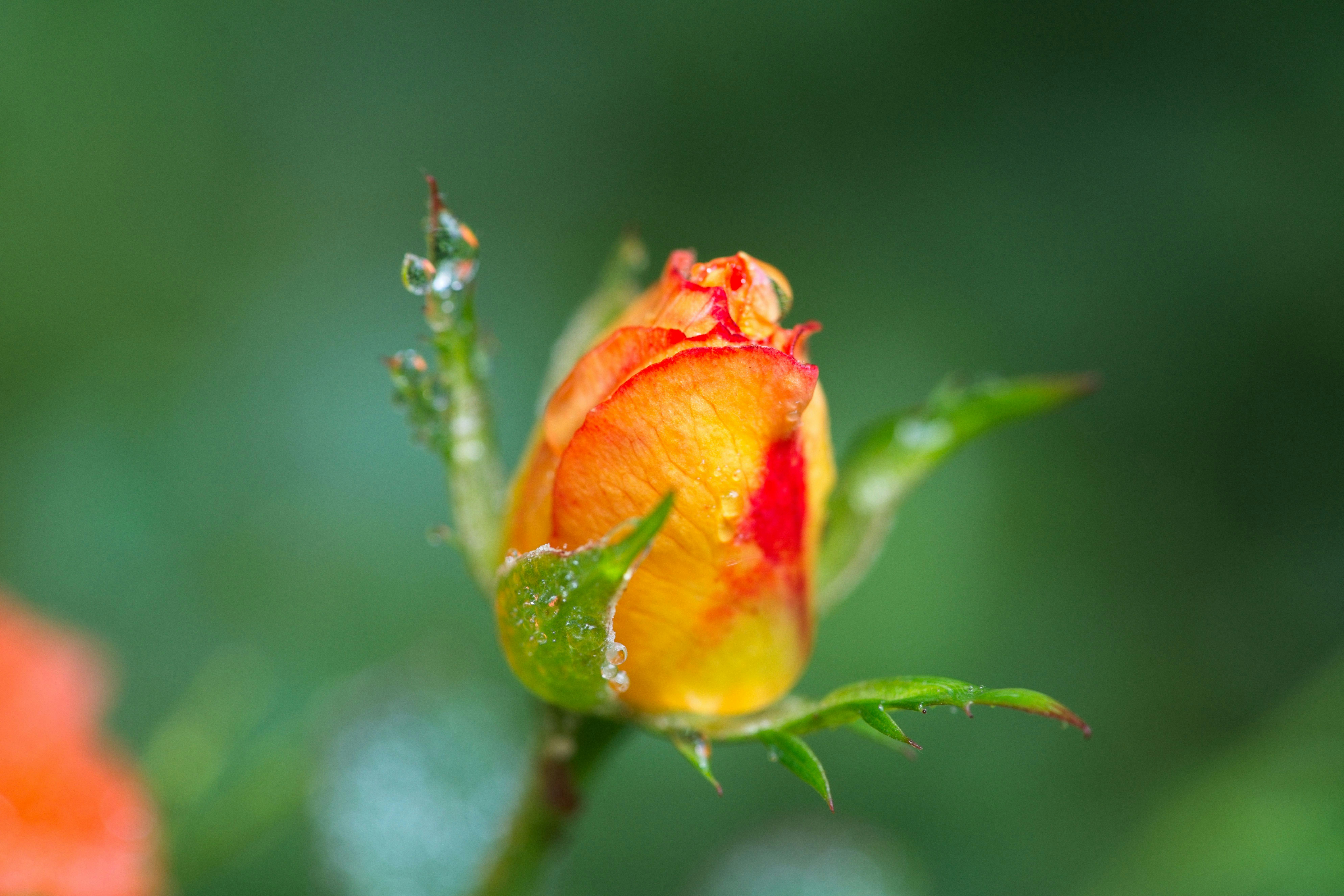 Close-up of Dewy Orange Rosebud in Bloom · Free Stock Photo