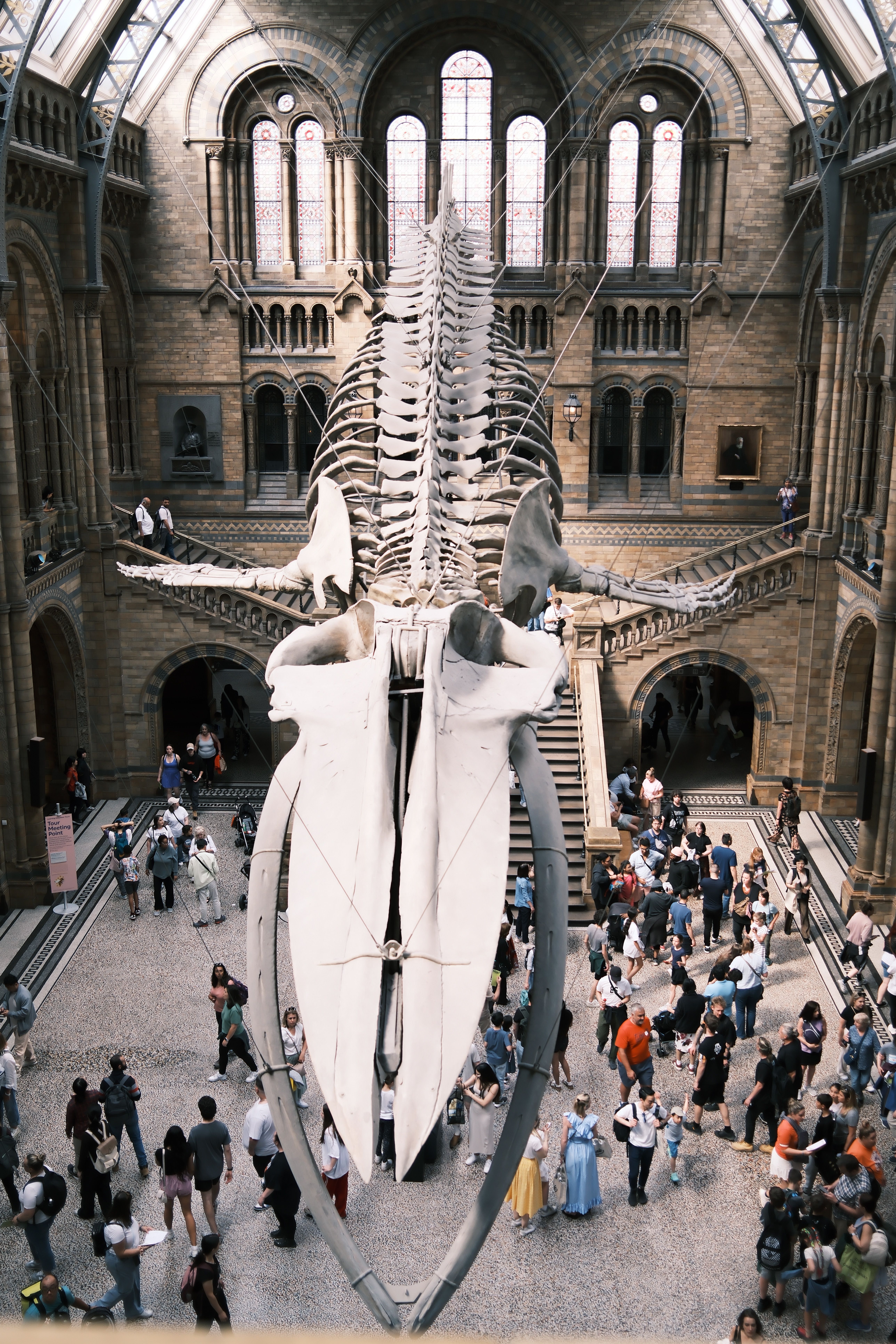 Impressive Whale Skeleton in Natural History Museum · Free Stock Photo