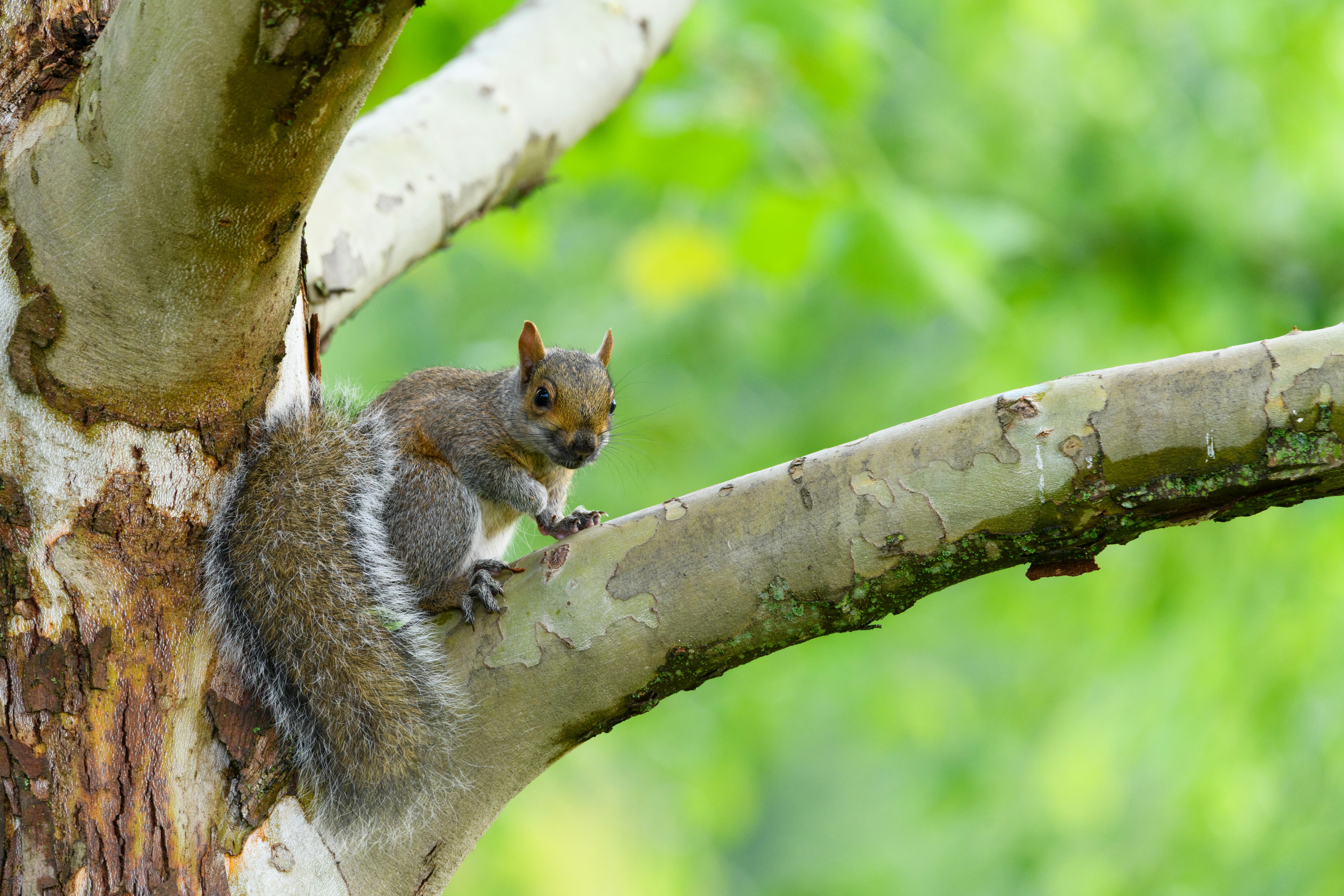 Gray Squirrel on Tree Branch in Lush Green Forest · Free Stock Photo
