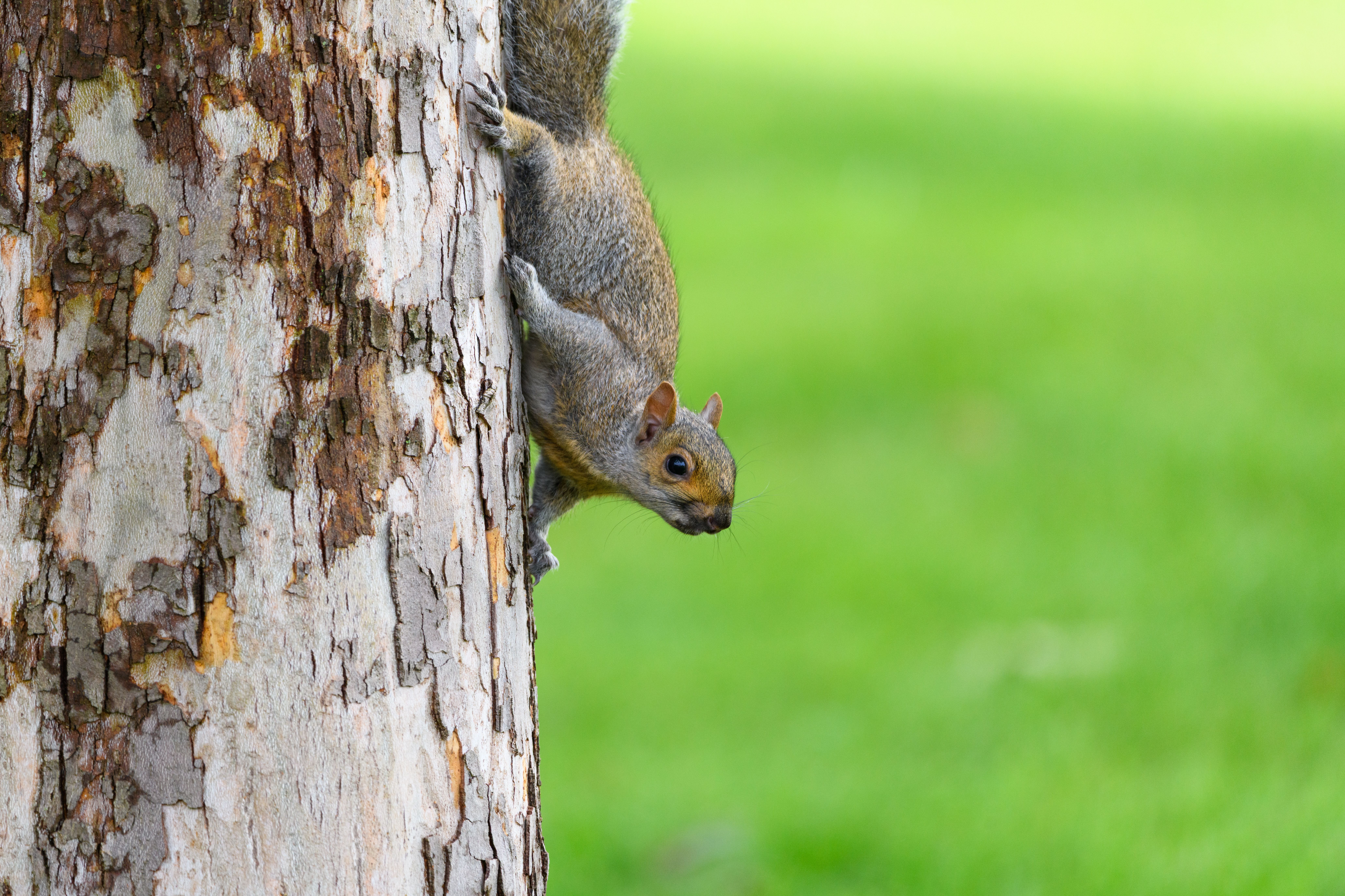 Squirrel Climbing a Tree Against Green Background · Free Stock Photo