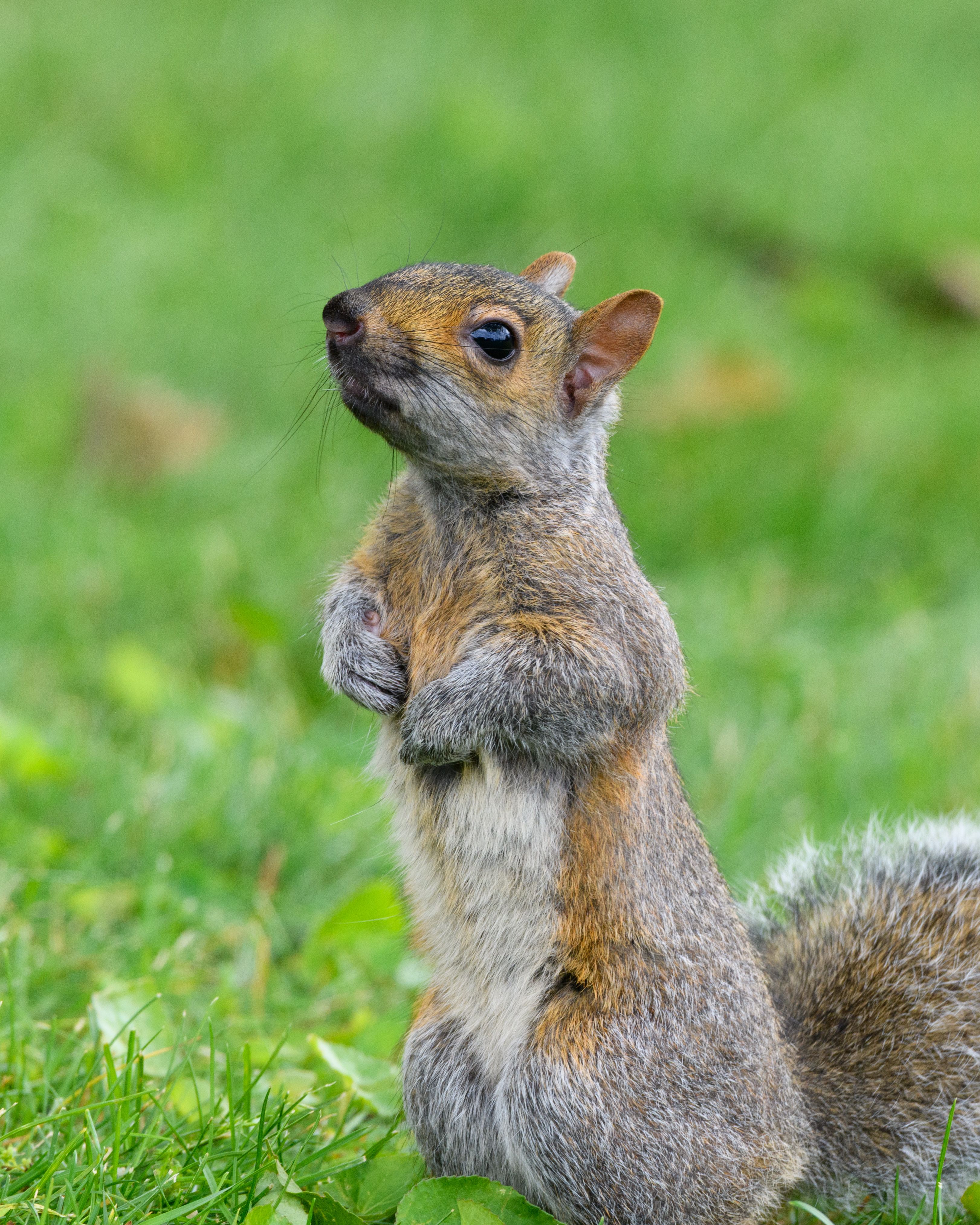 Grey Squirrel Standing in Green Grass · Free Stock Photo