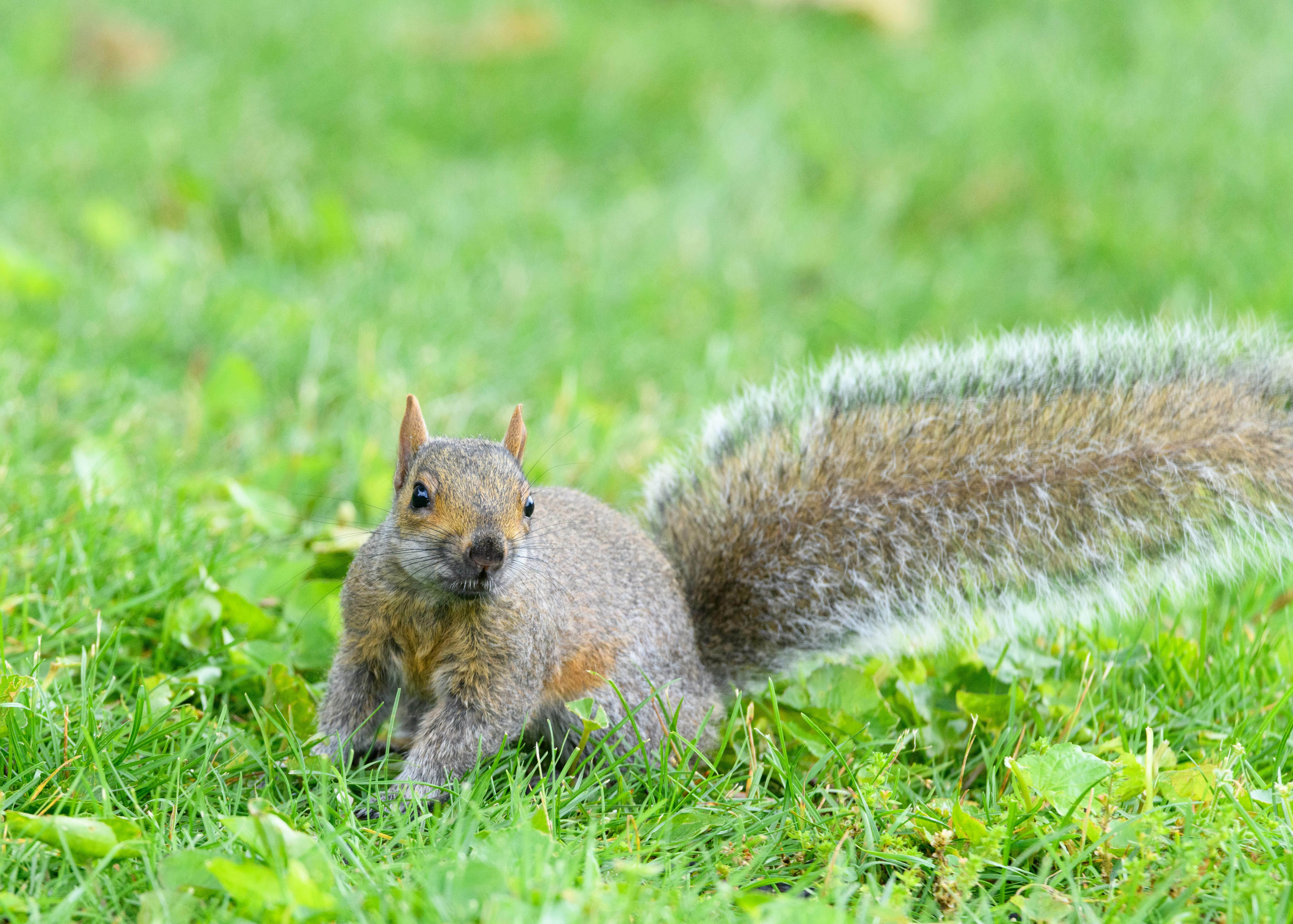 Close-Up of a Squirrel on Green Grass · Free Stock Photo