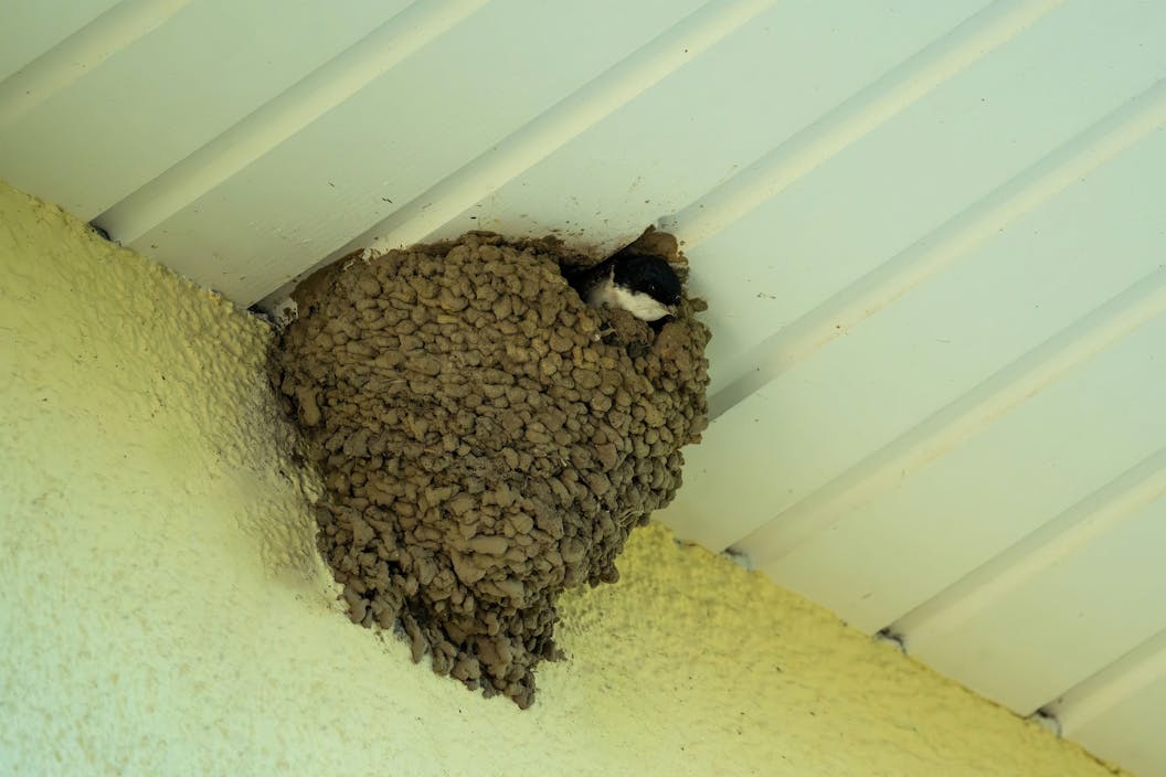 Easy Mud Bird Nest Identification & Species Guide Online