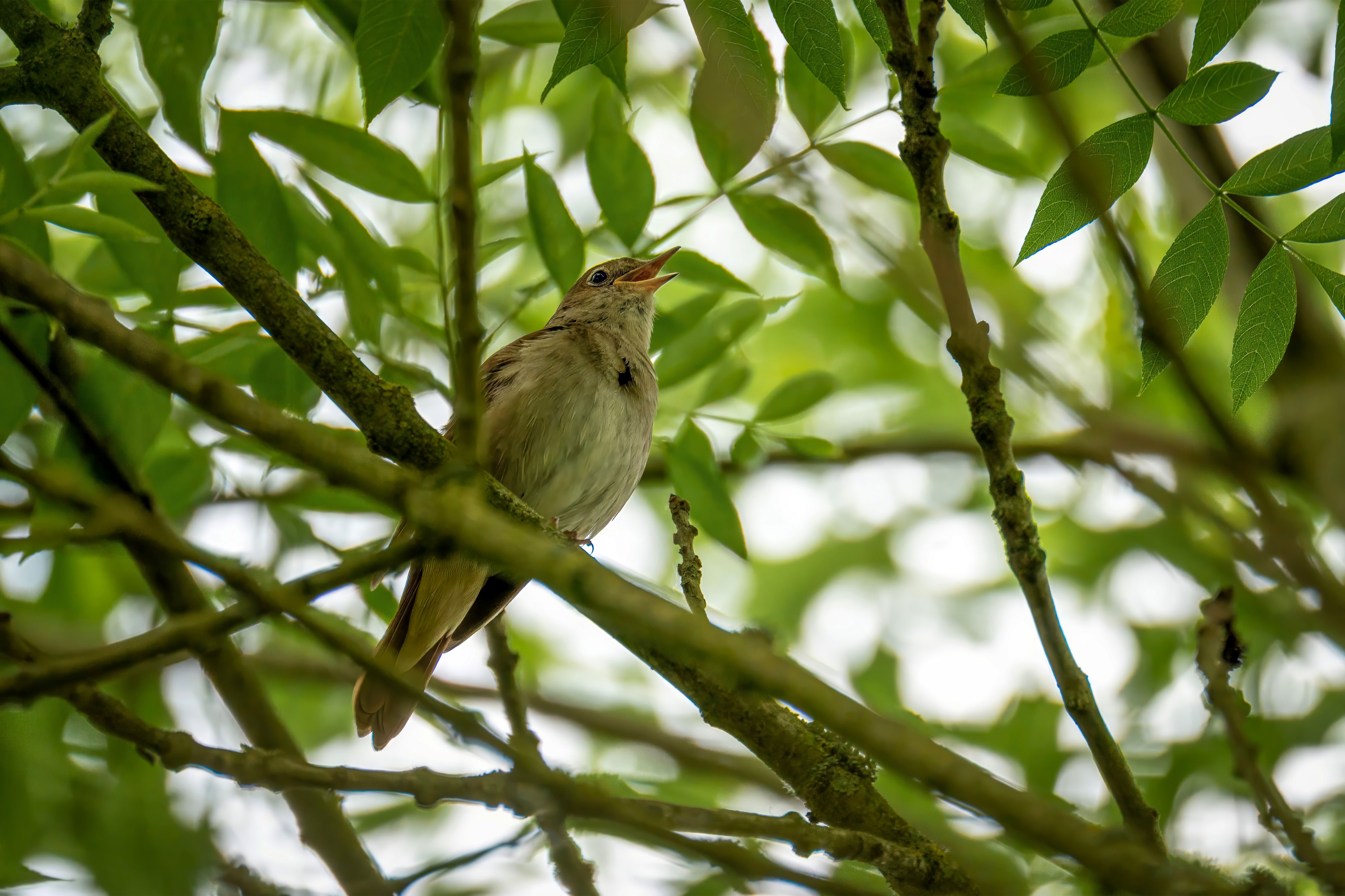 Nightingale Singing in a Lush Spring Forest · Free Stock Photo