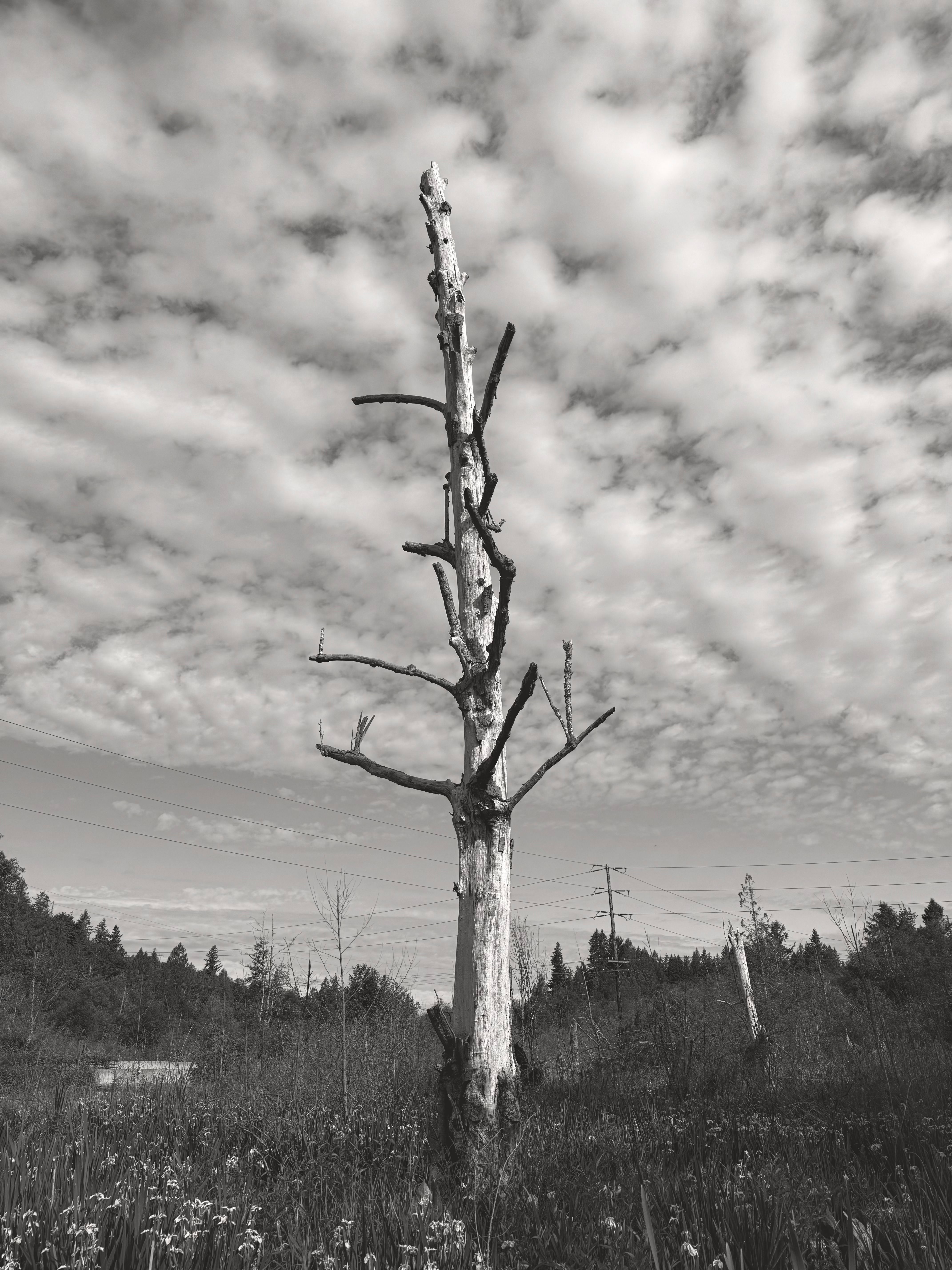Dead Tree Photos, Download The BEST Free Dead Tree Stock Photos & HD Images