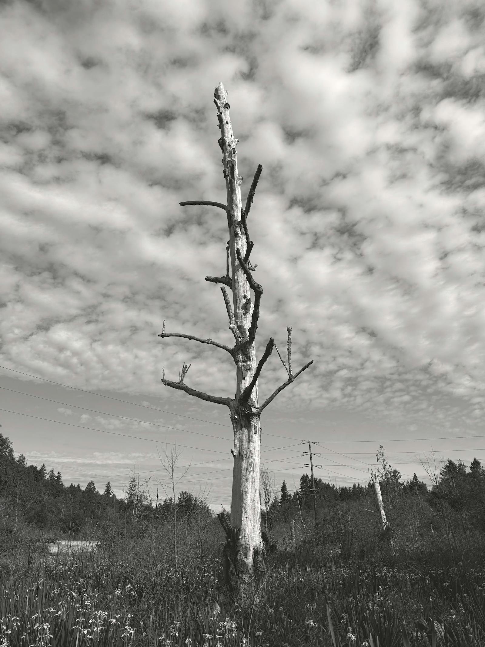 Dead Tree Photos, Download The BEST Free Dead Tree Stock Photos & HD Images