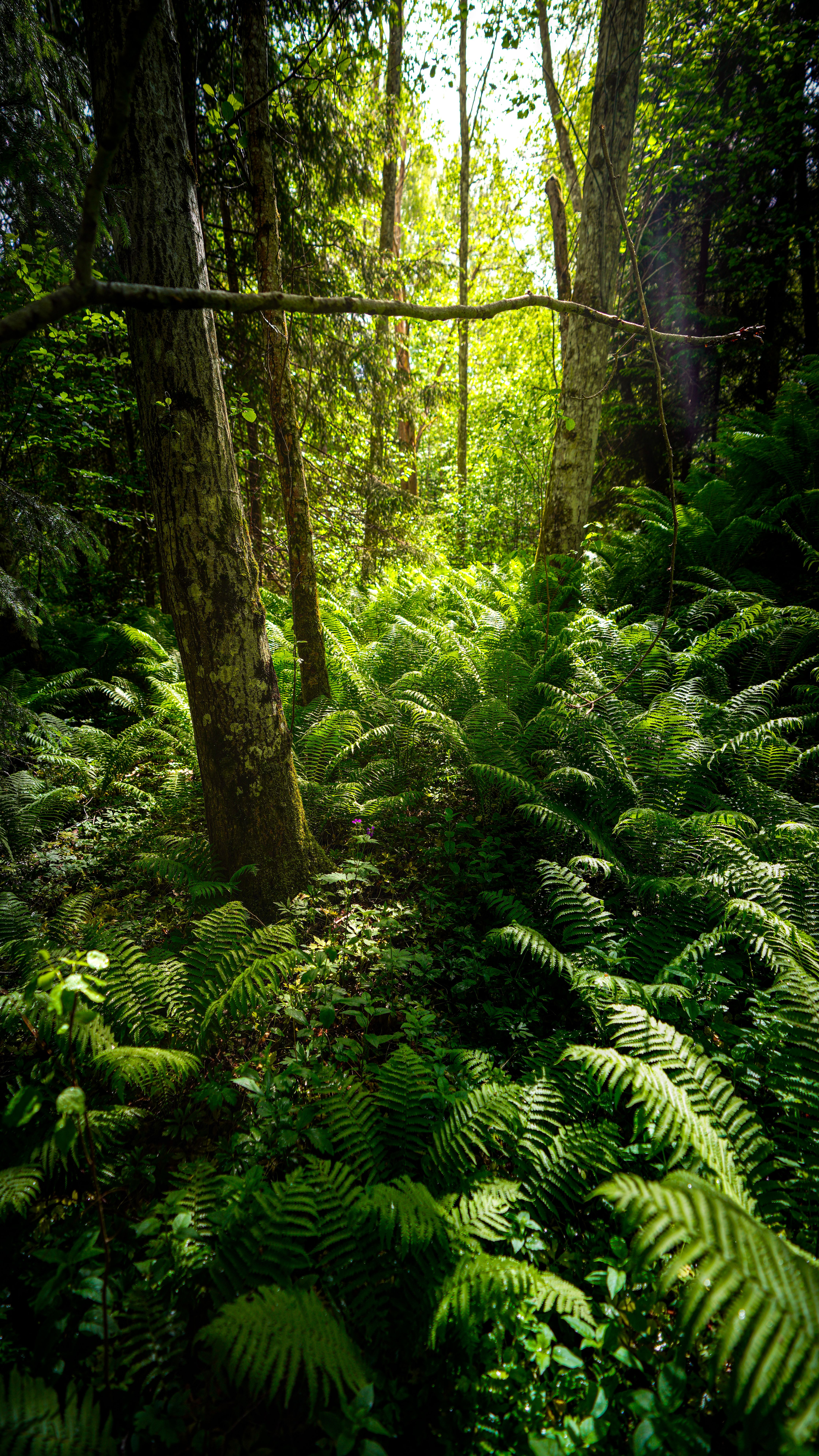 Lush Forest with Ferns and Sunlight · Free Stock Photo
