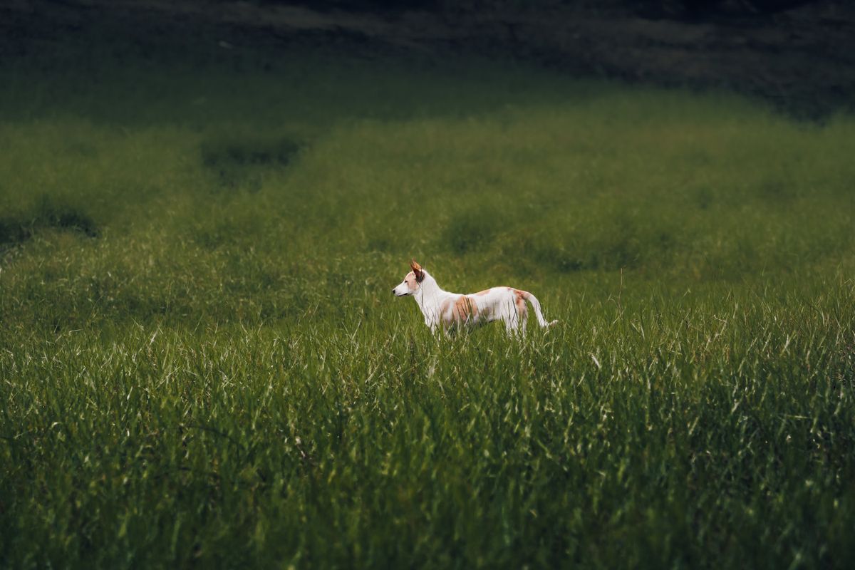 Dog In Field Photos, Download The BEST Free Dog In Field Stock Photos ...