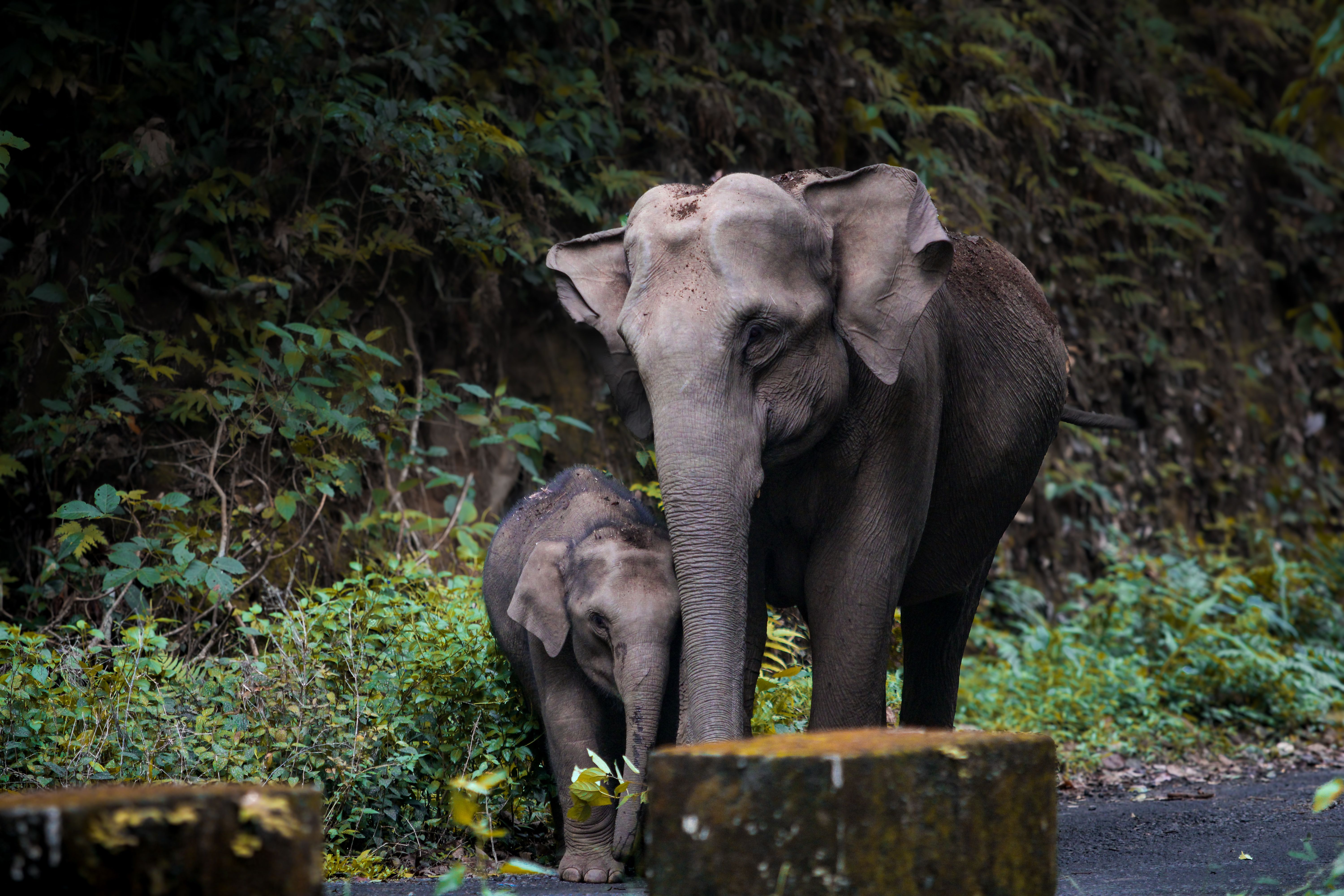 Mother Elephant Photos, Download The BEST Free Mother Elephant Stock ...