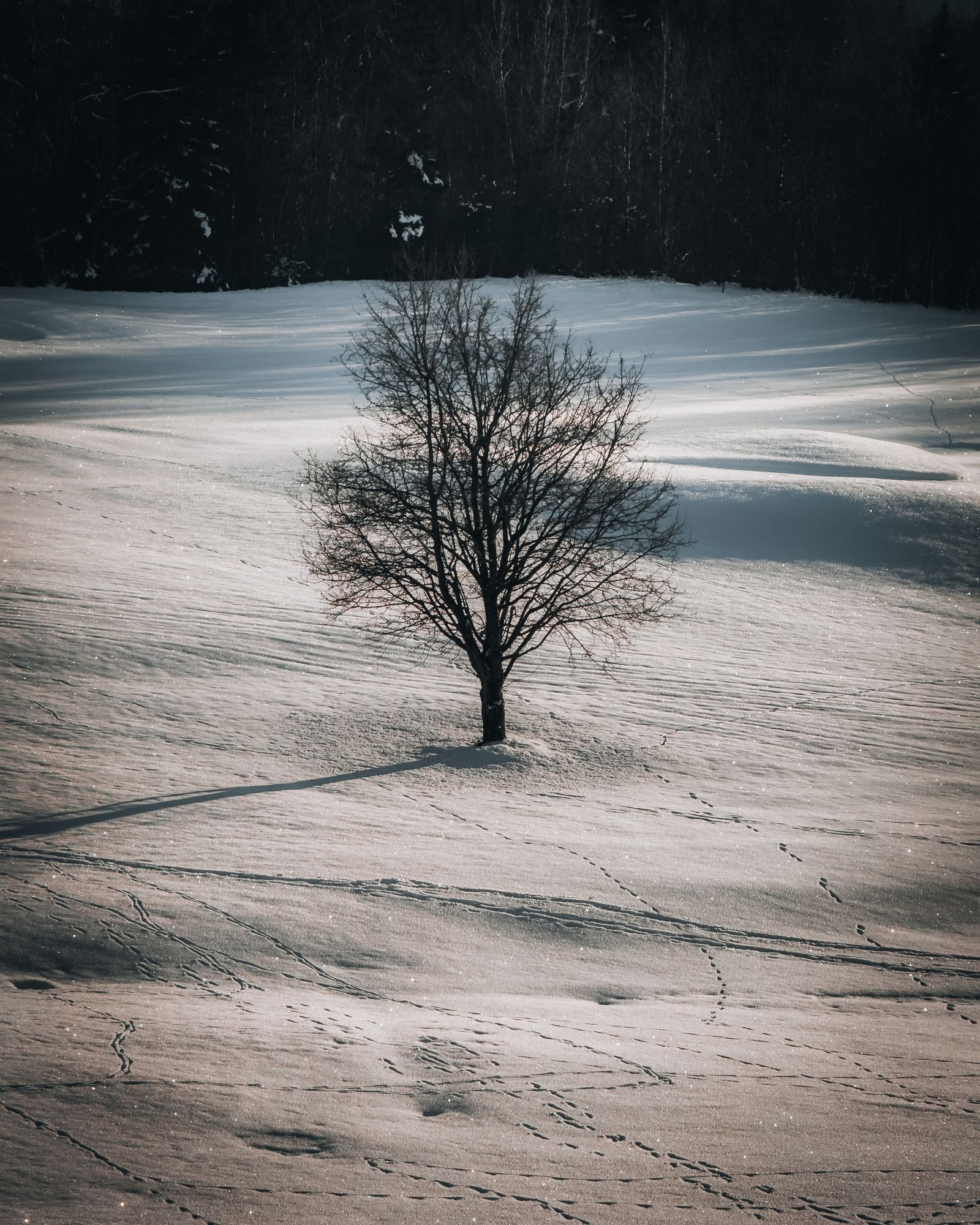Winter Tree Photos, Download The BEST Free Winter Tree Stock Photos ...