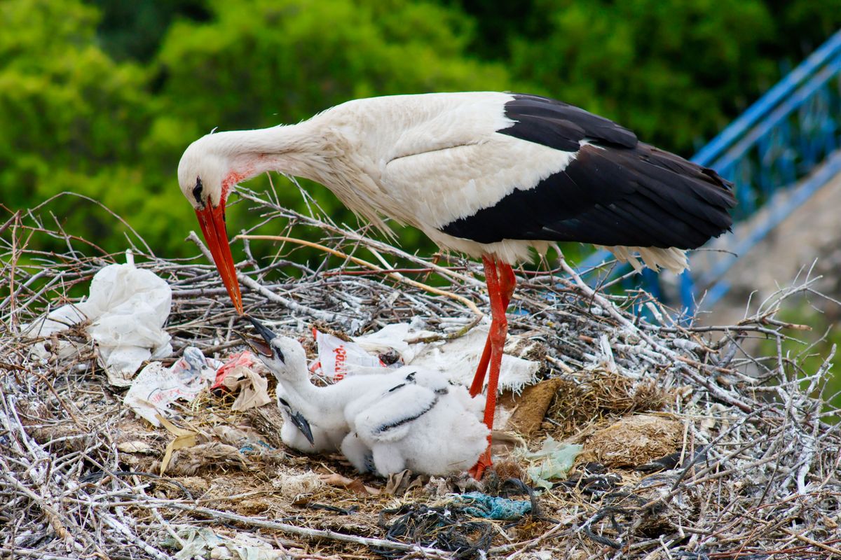 Mother Bird Feeding Chicks Photos, Download The BEST Free Mother Bird ...
