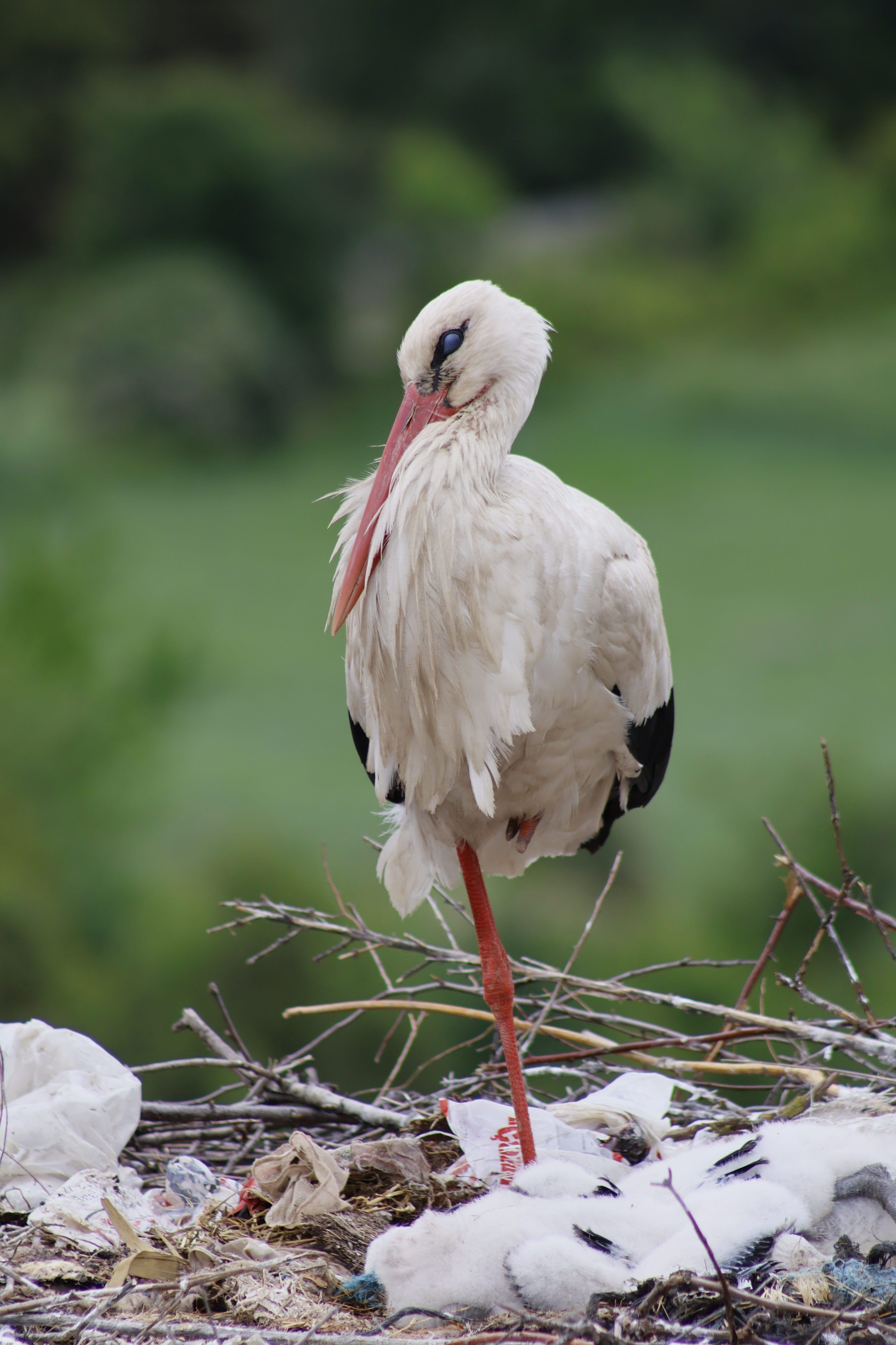 Cigogne Blanche Dans Son Nid Avec Ses Poussins Dans Son Habitat Naturel ...