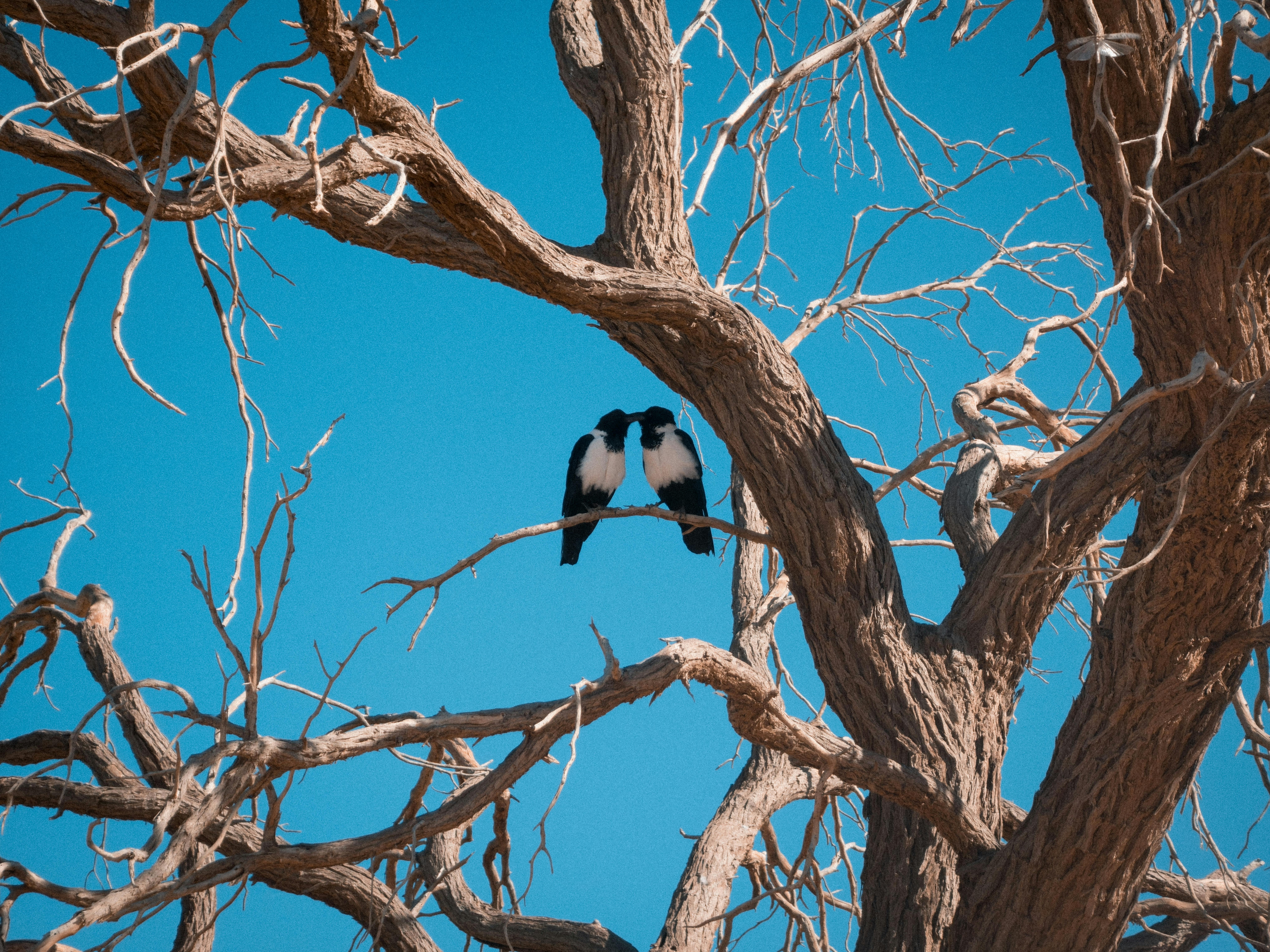 Two Magpies on Bare Tree against Blue Sky · Free Stock Photo