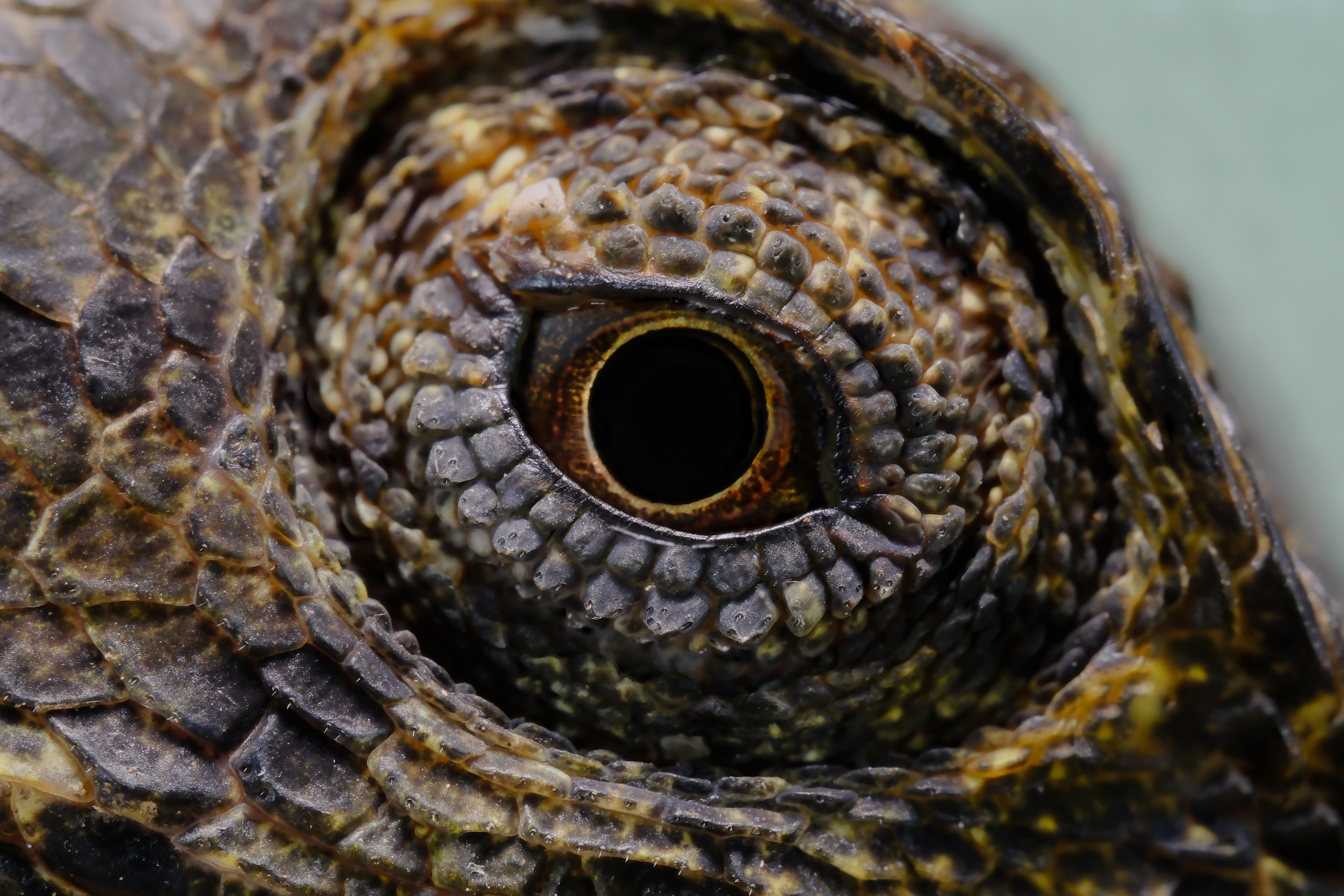 Close-up of Reptile Eye with Detailed Scales · Free Stock Photo