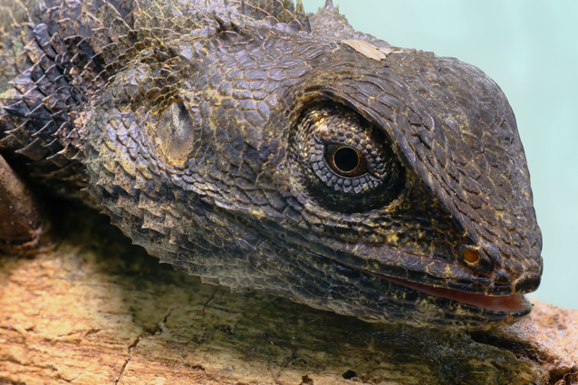 Can You Own a Armadillo Girdled Lizard? Meet the Unique Pet