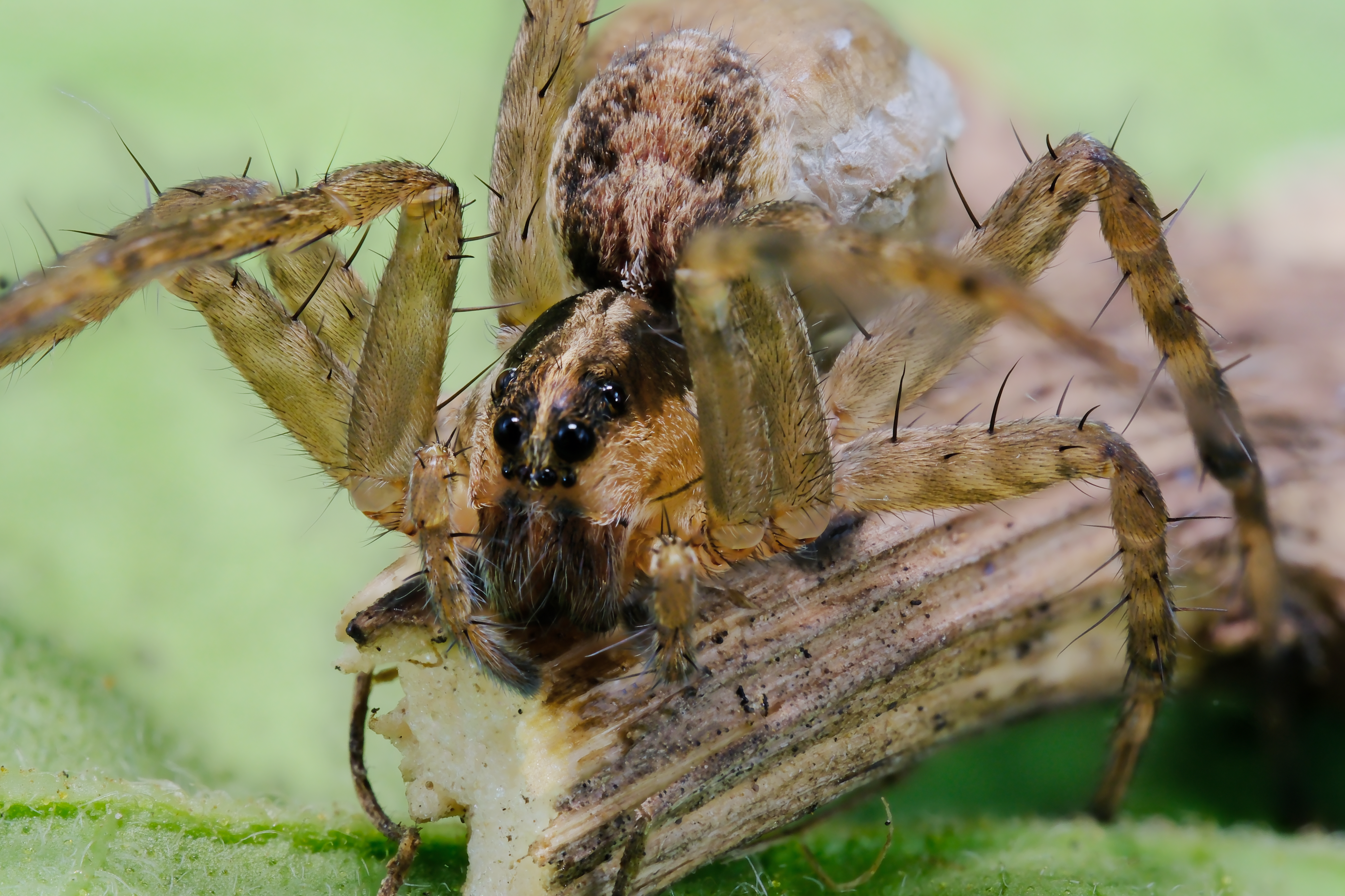 Images Cane Spider Photos, Download The BEST Free Images Cane Spider ...