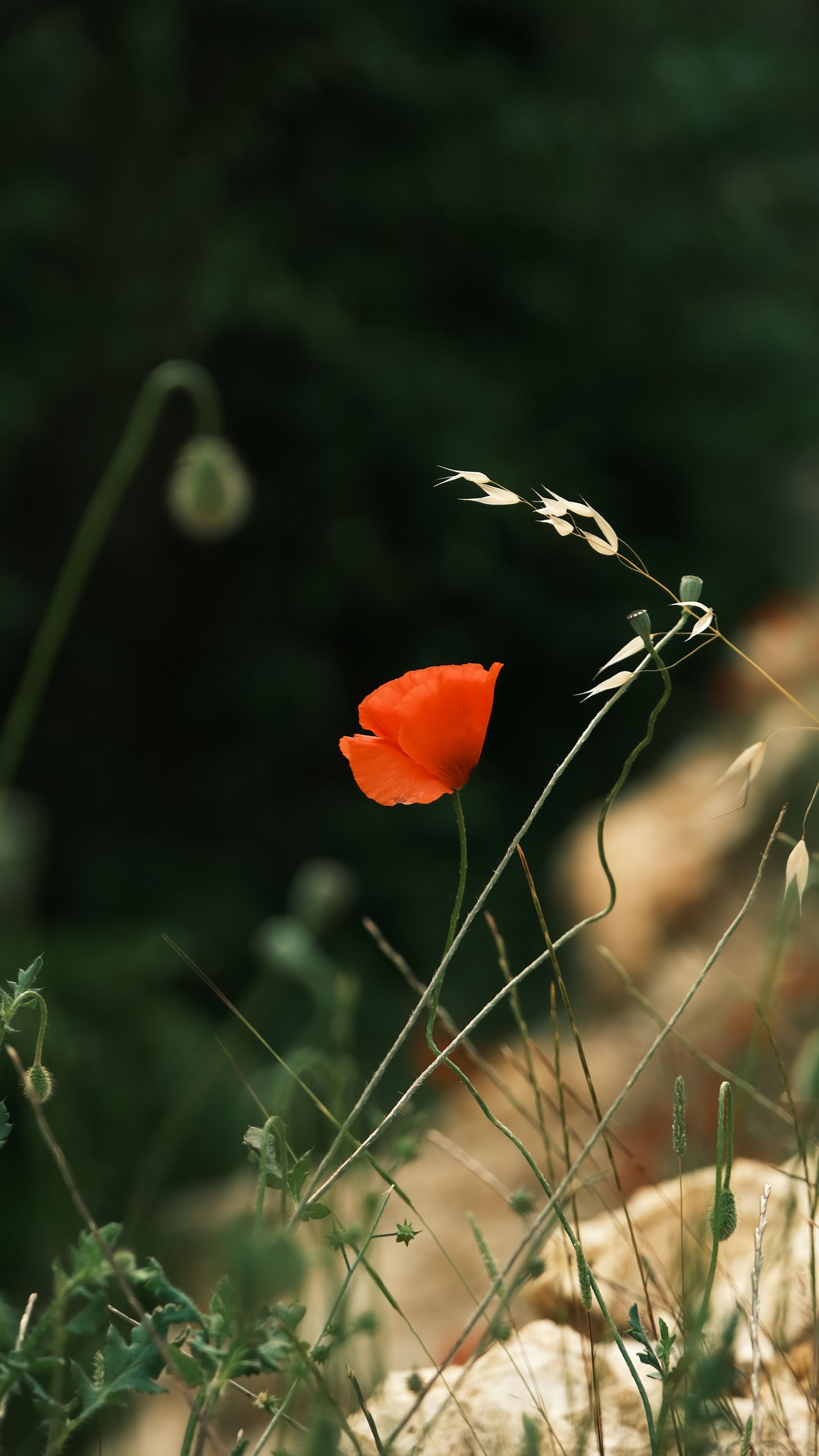 Flower Landscape Photos, Download The BEST Free Flower Landscape Stock ...