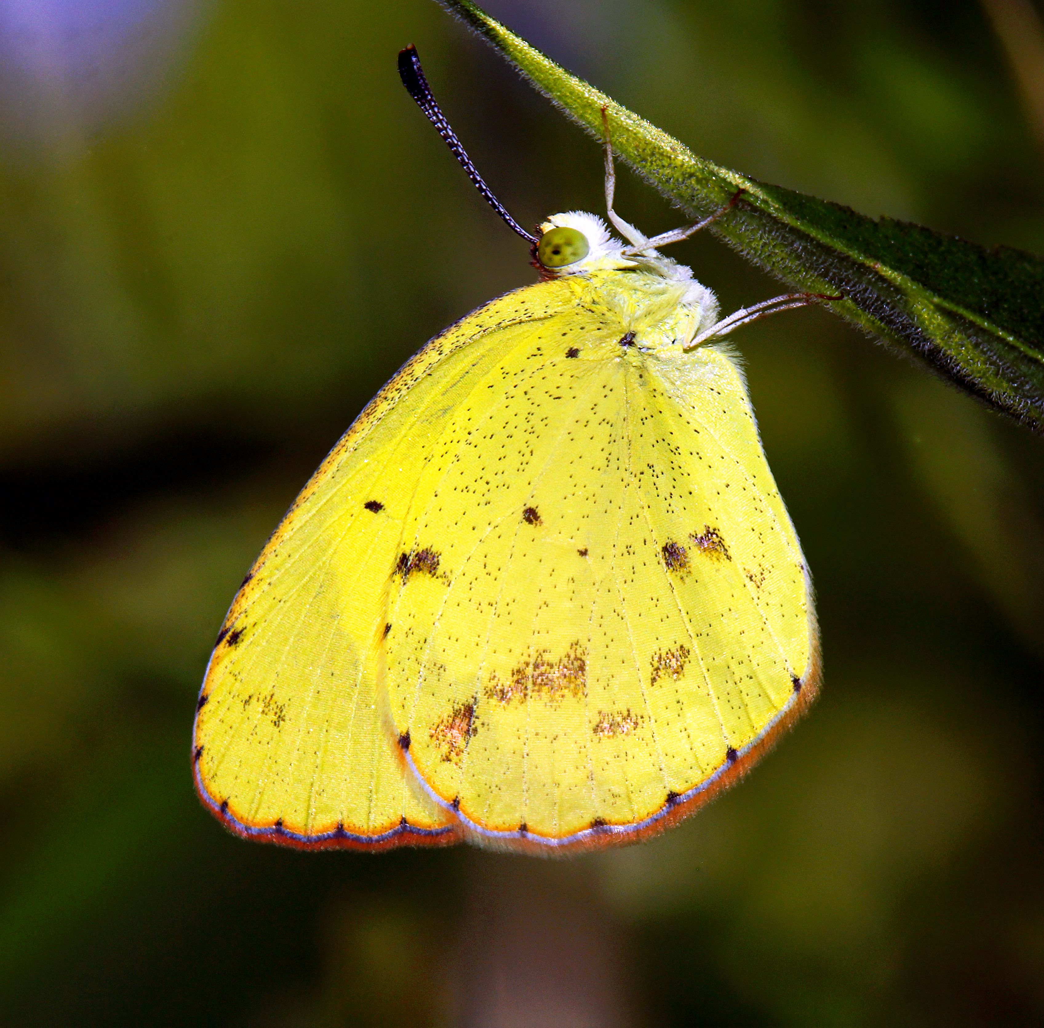 Bright Yellow Butterfly Resting on Leaf · Free Stock Photo