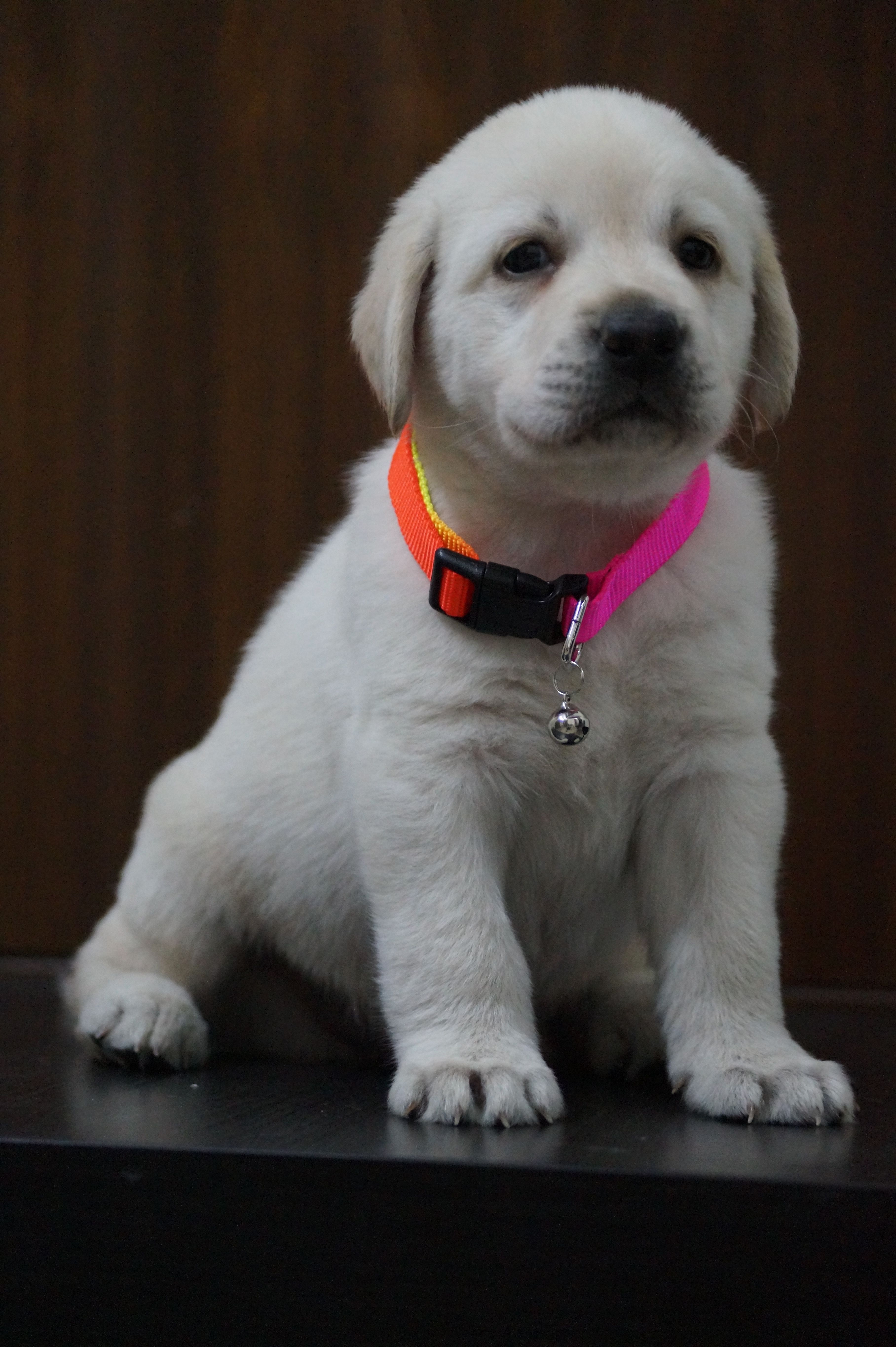 Adorable Labrador Puppy with Bright Collar · Free Stock Photo