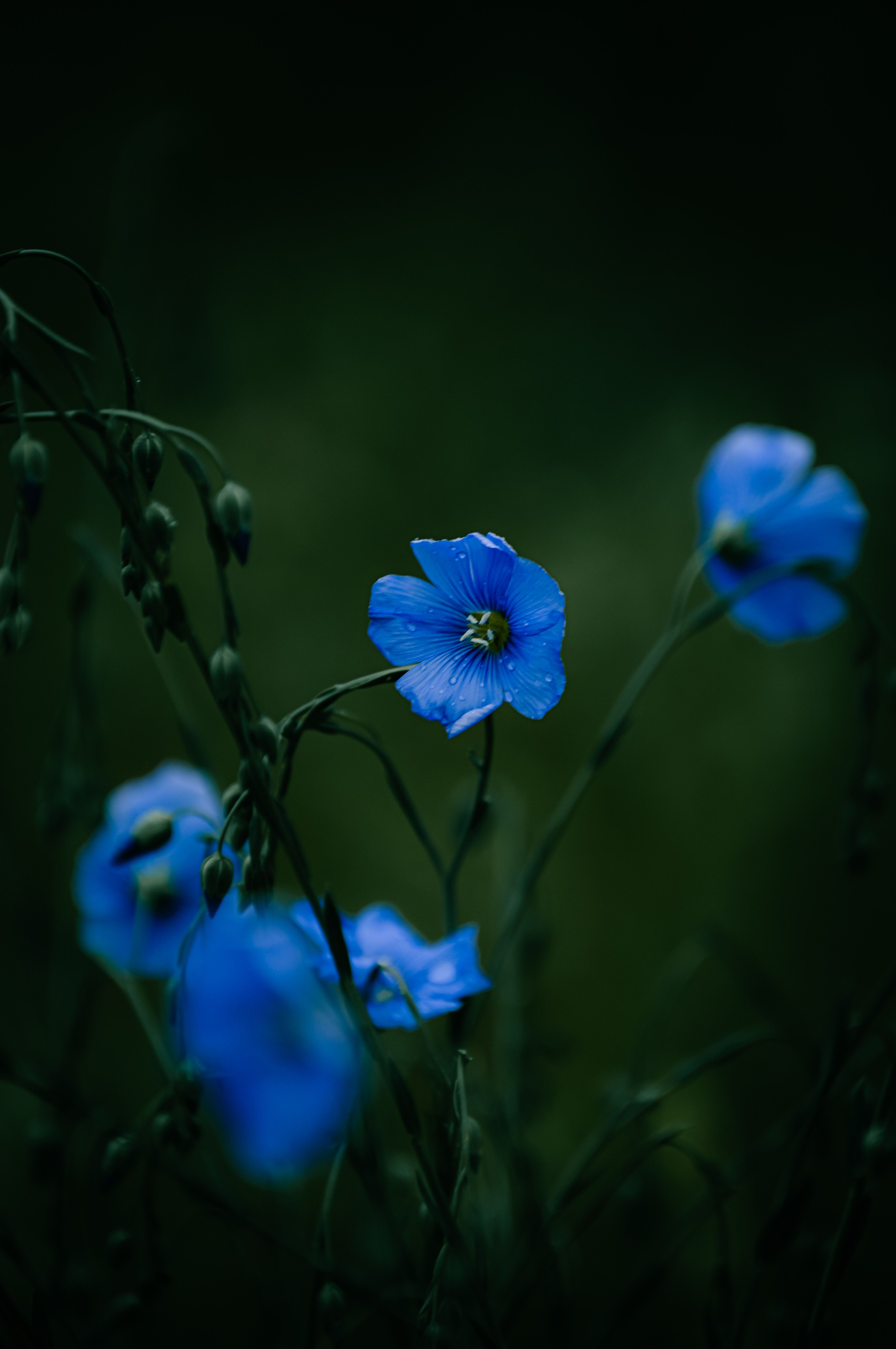 Vivid Blue Flowers in a Dark Natural Setting · Free Stock Photo