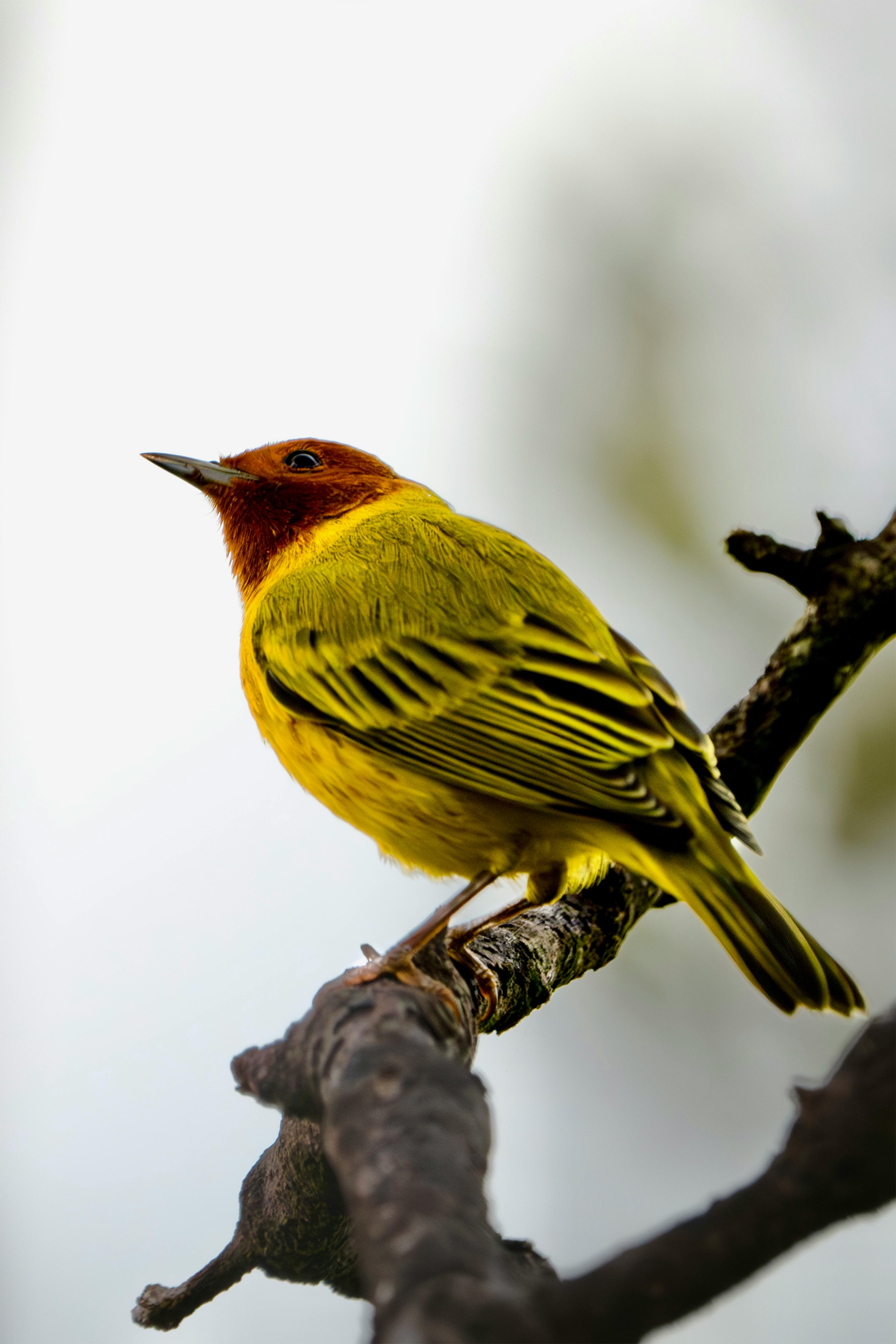 Yellow Bird Perched on a Branch in Mérida, Mexico · Free Stock Photo