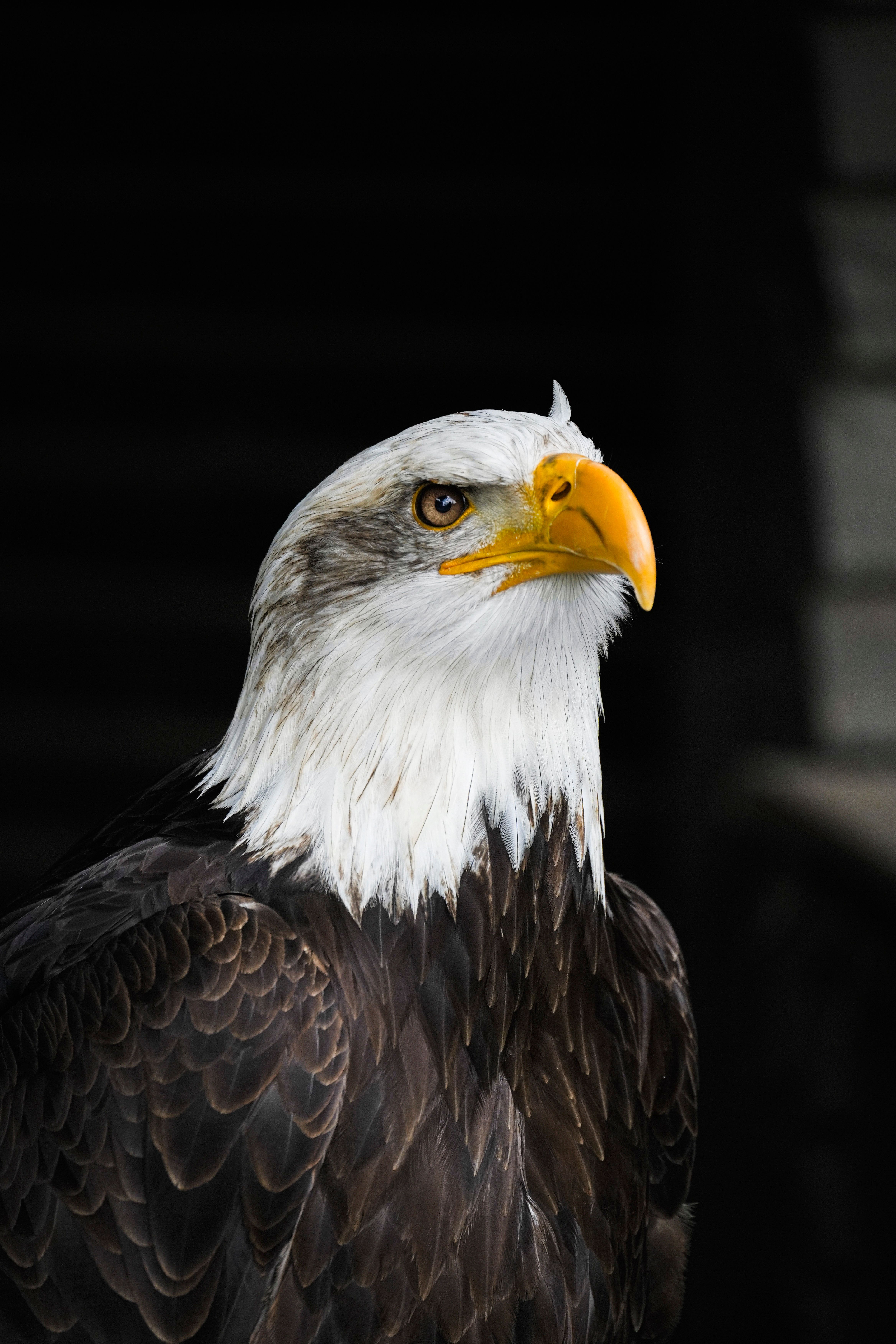Majestic Portrait of a Bald Eagle Close-up · Free Stock Photo