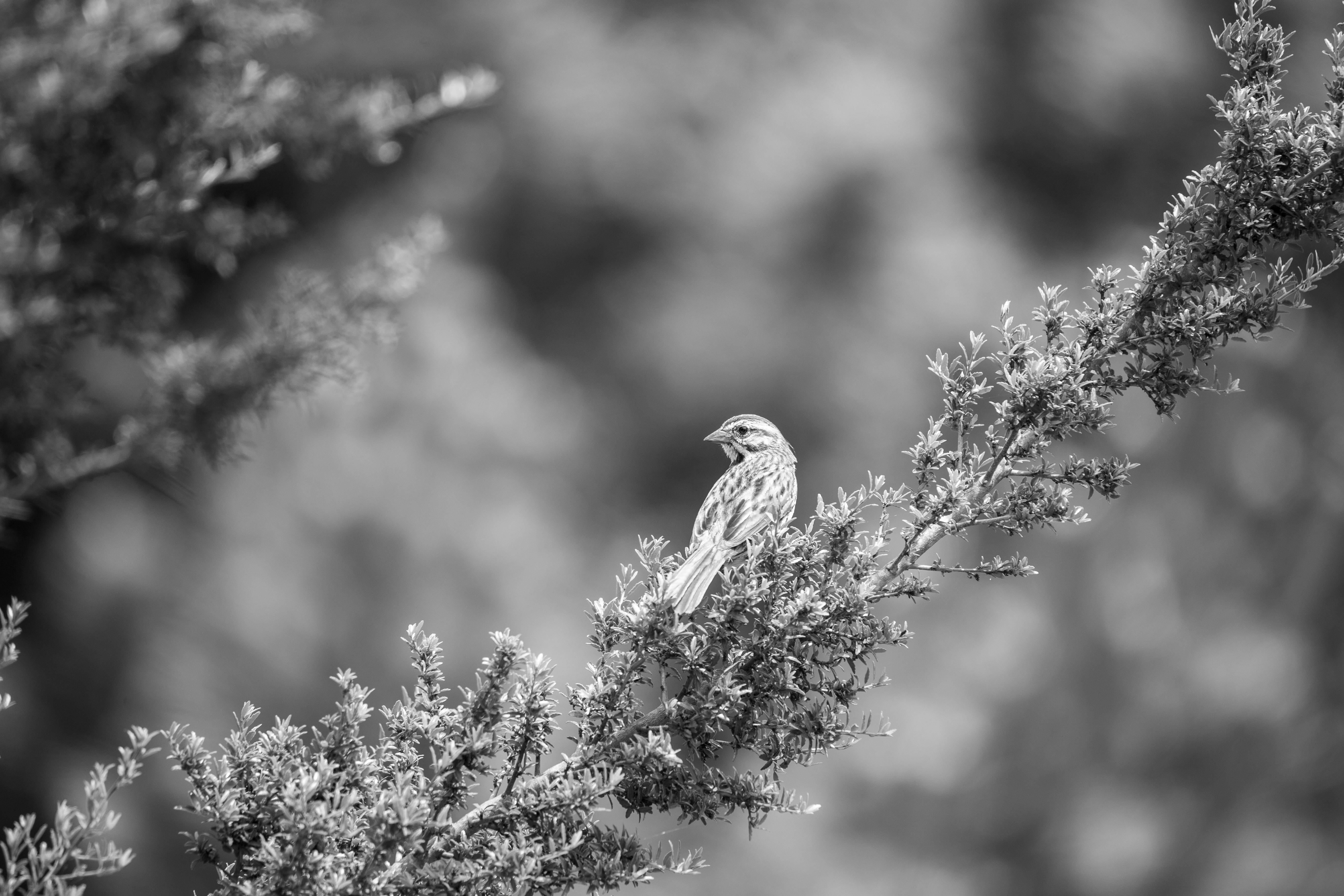 Bokeh Jepang Terang Photos, Download The BEST Free Bokeh Jepang Terang ...