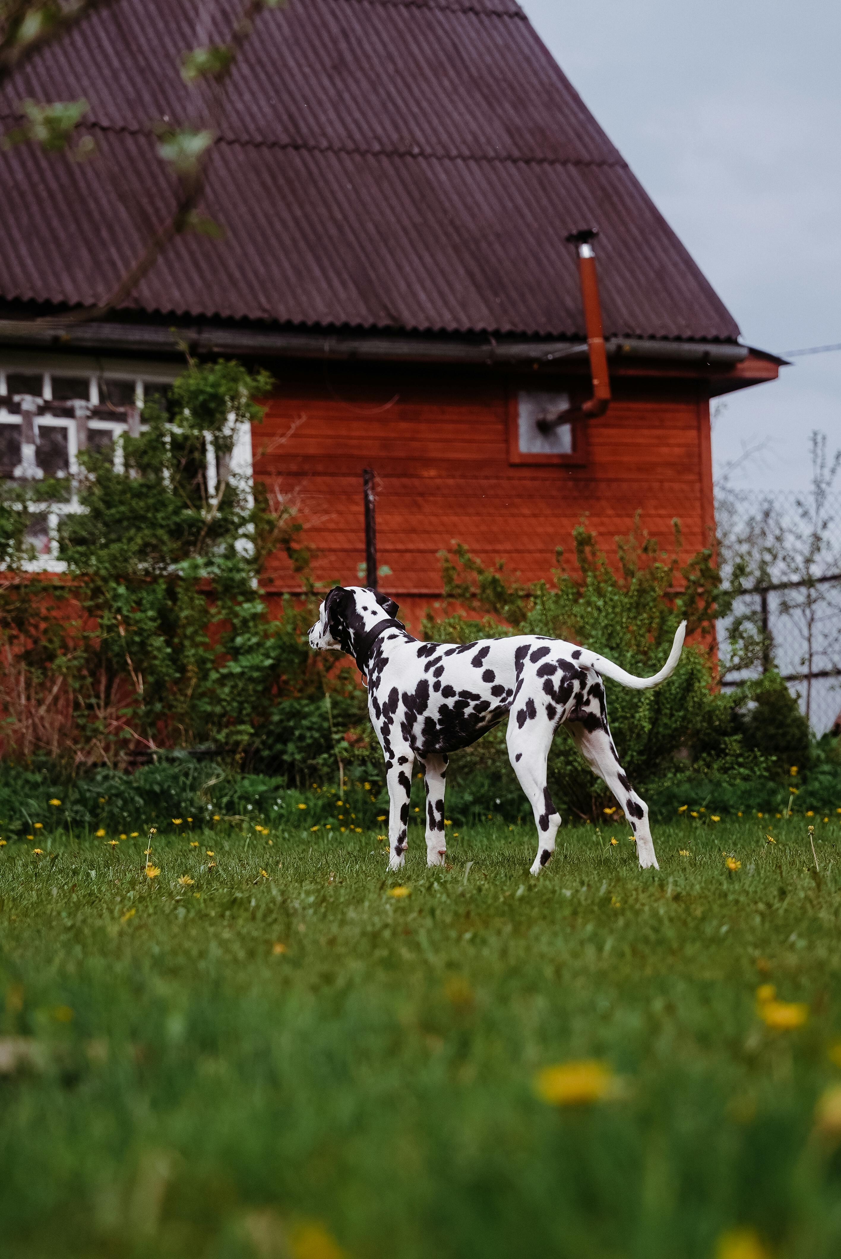 Pivot+Animator+Backgrounds Photos, Download The BEST Free Pivot ...