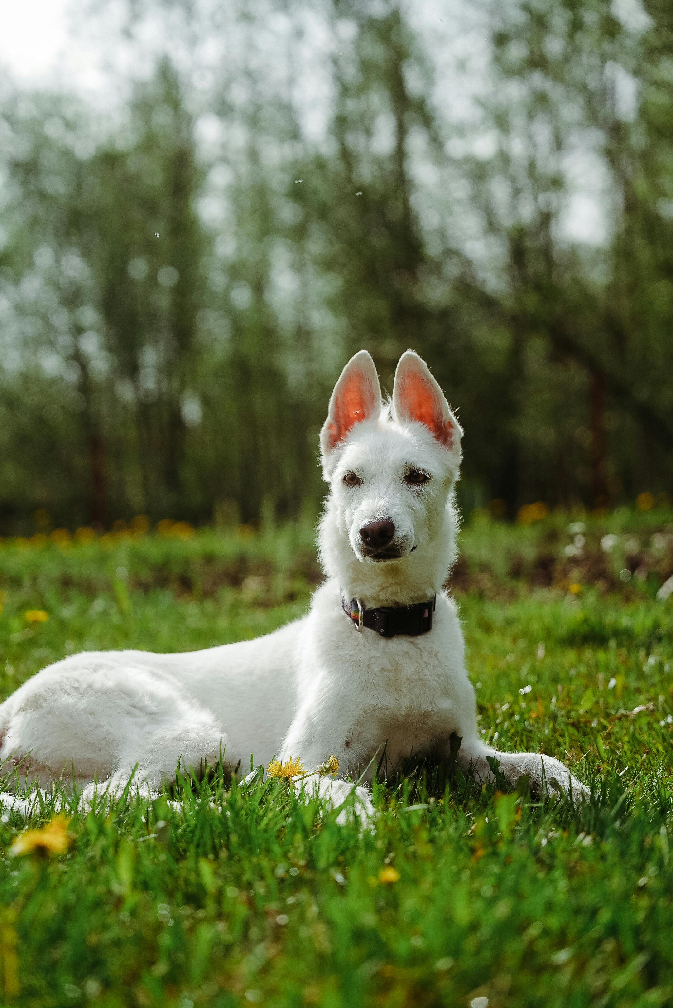 Pivot+Animator+Backgrounds Photos, Download The BEST Free Pivot ...