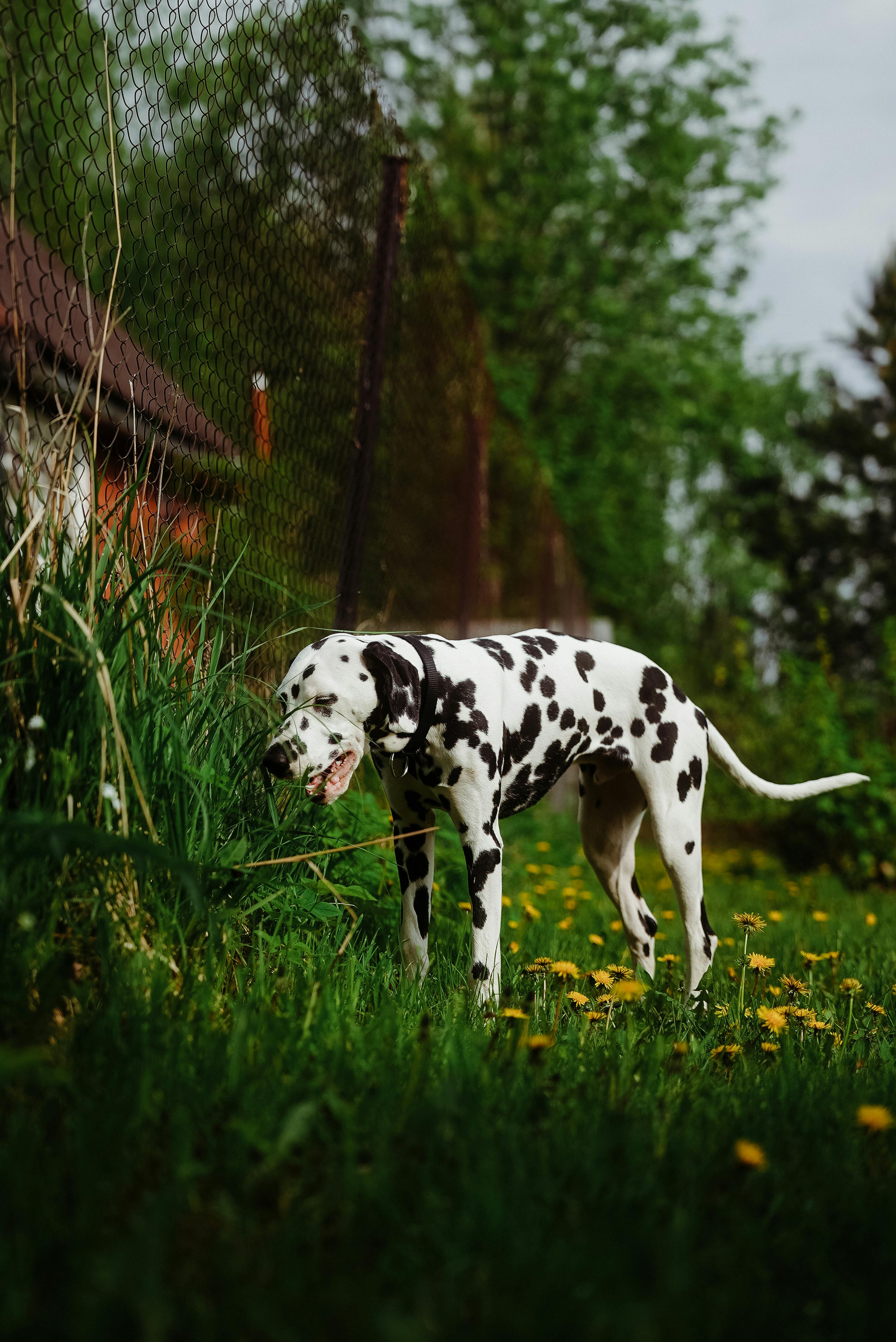 Pivot+Animator+Backgrounds Photos, Download The BEST Free Pivot ...