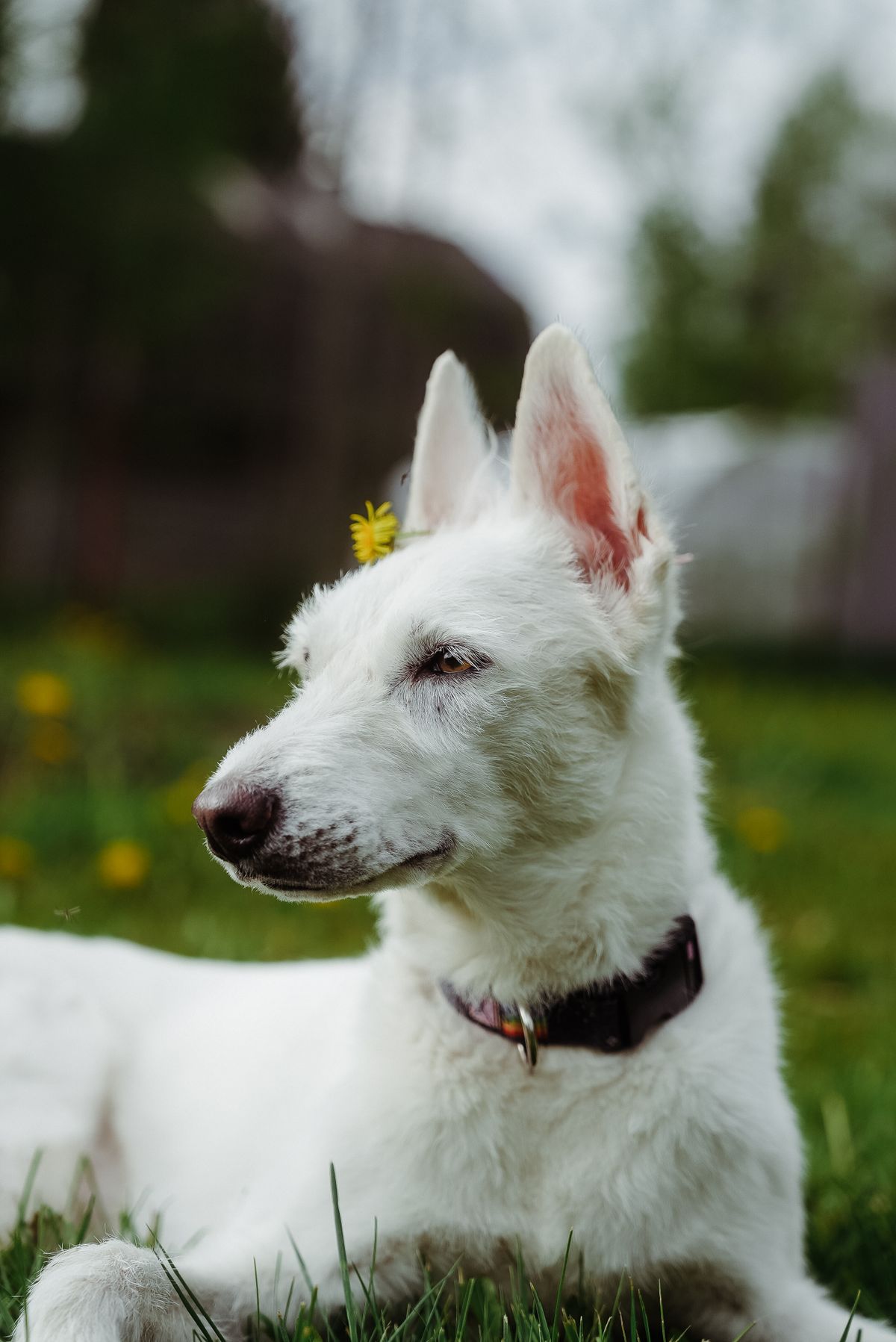 Dog With Flower Photos, Download The BEST Free Dog With Flower Stock ...