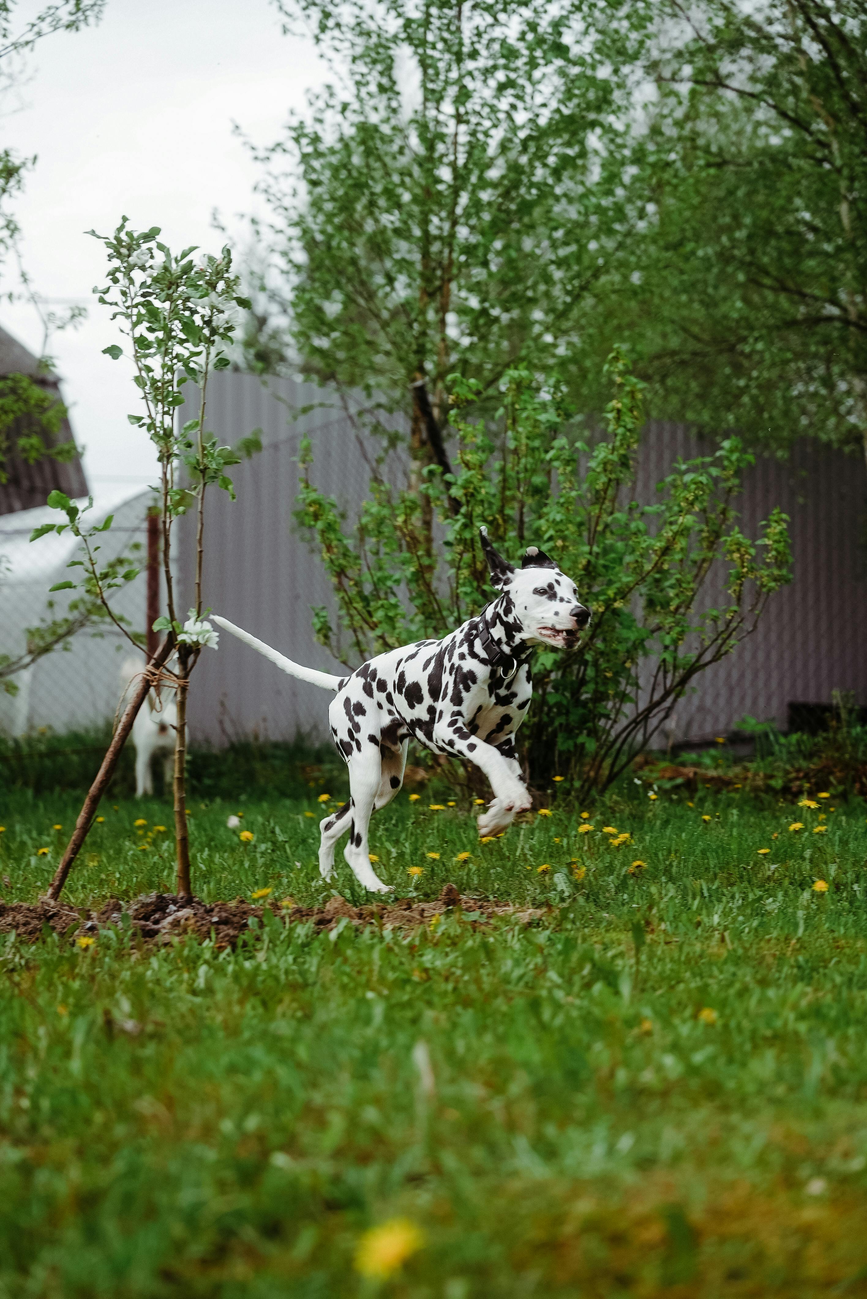 Dog Jumping For Joy Photos, Download The BEST Free Dog Jumping For Joy ...